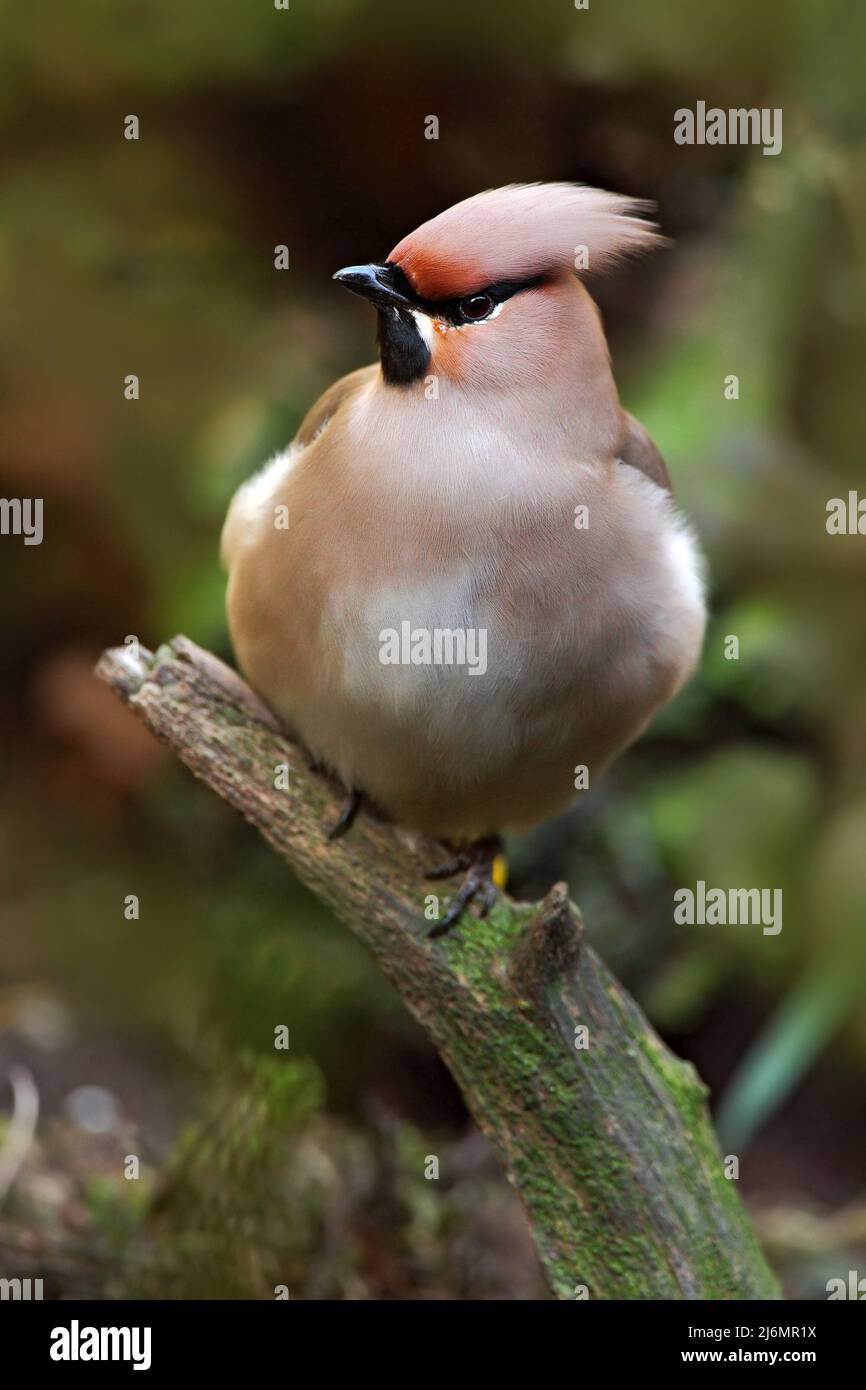 Cedar waxwing migratory bird hi-res stock photography and images - Alamy