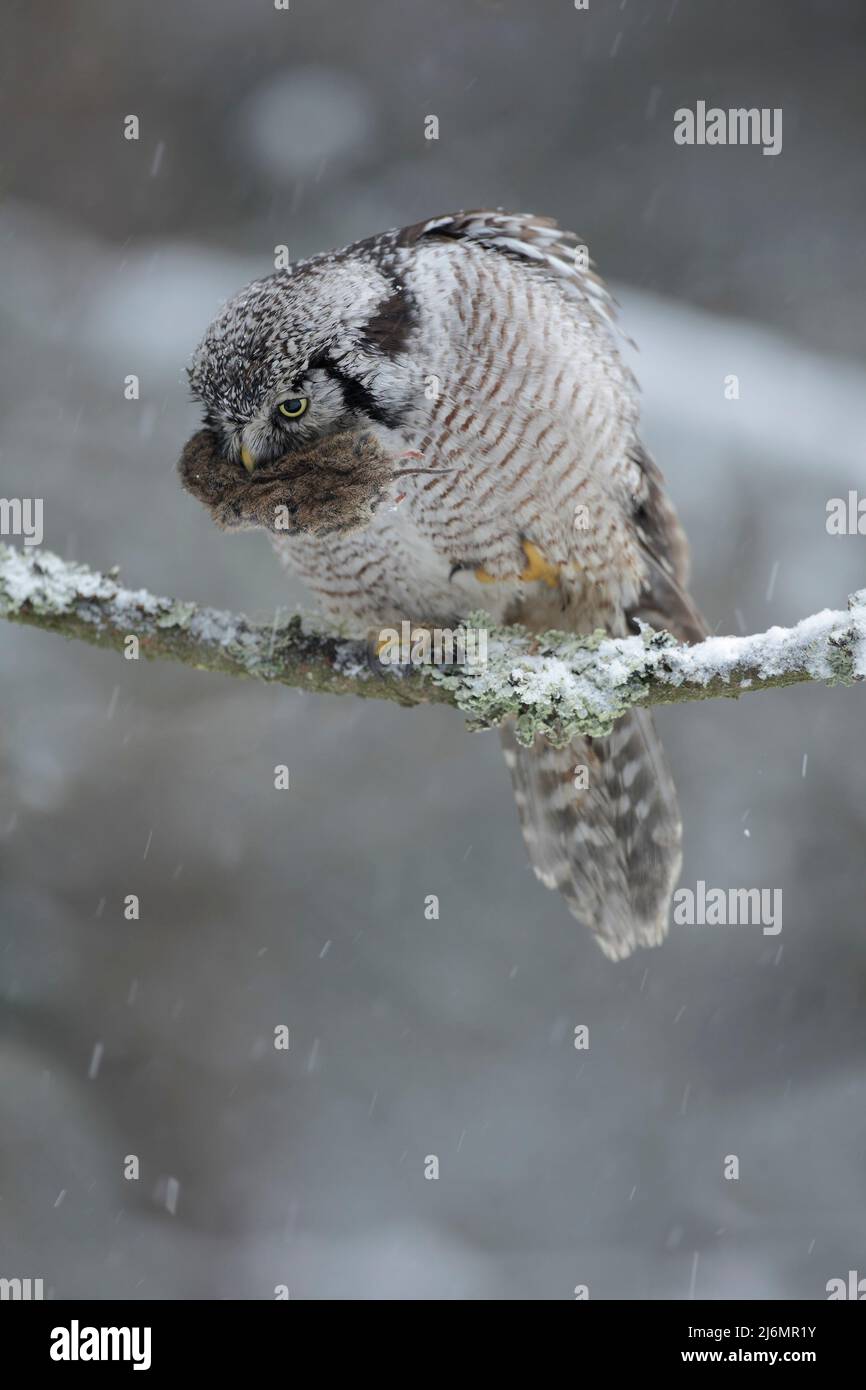 Catch snowflake hi-res stock photography and images - Alamy