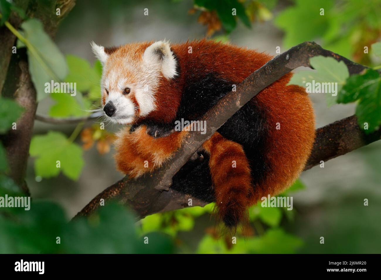 Beautiful Red panda lying on the tree with green leaves, in the nature ...
