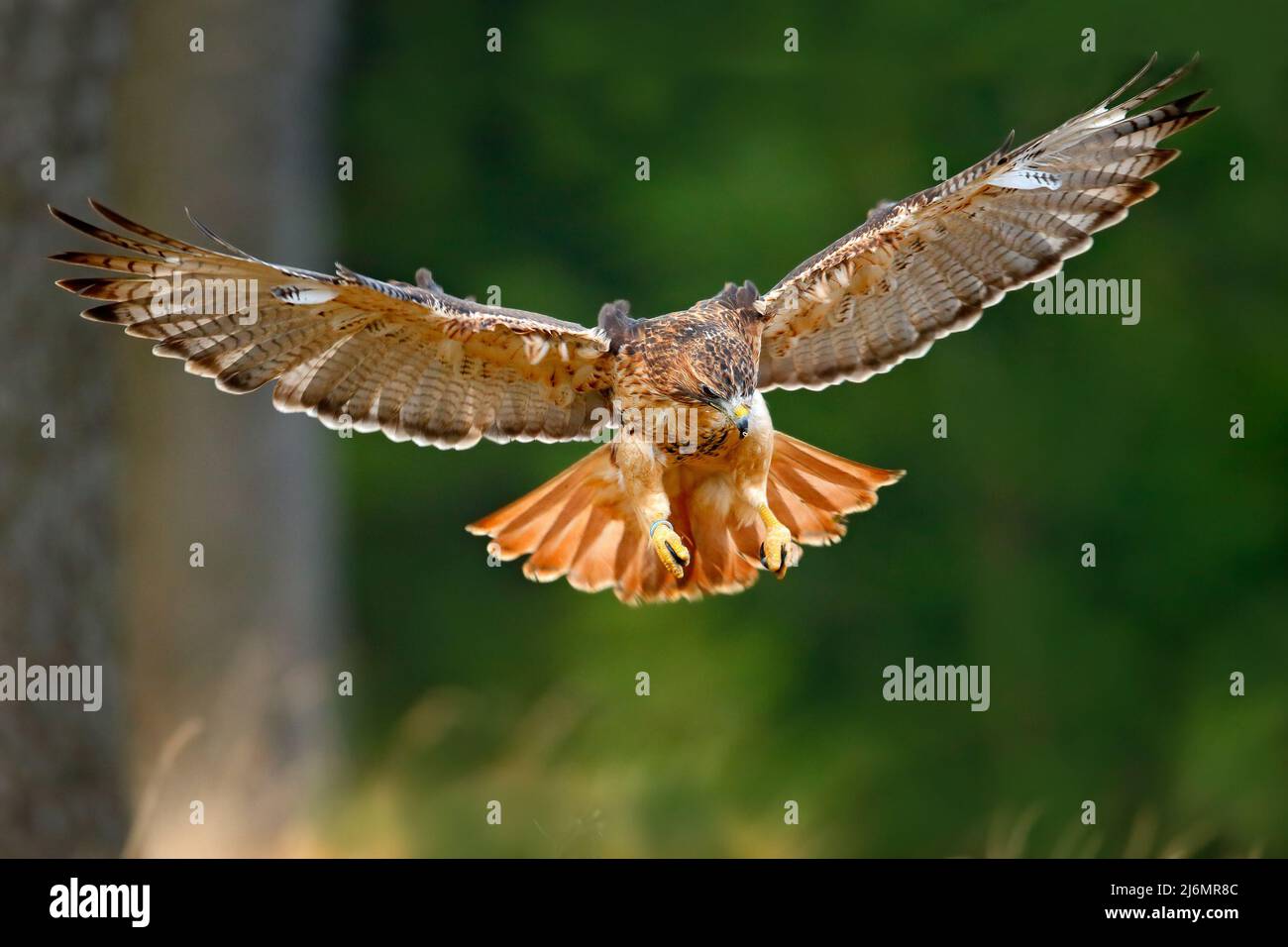 Flying bird of prey, Red-tailed hawk, Buteo jamaicensis, landing in the ...