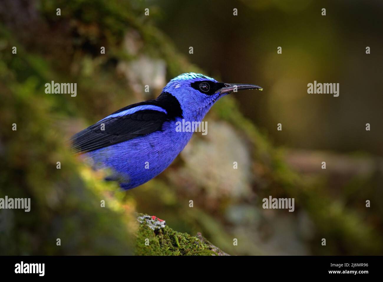 Shining Honeycreeper, Cyanerpes lucidus, exotic tropic blue bird with ...