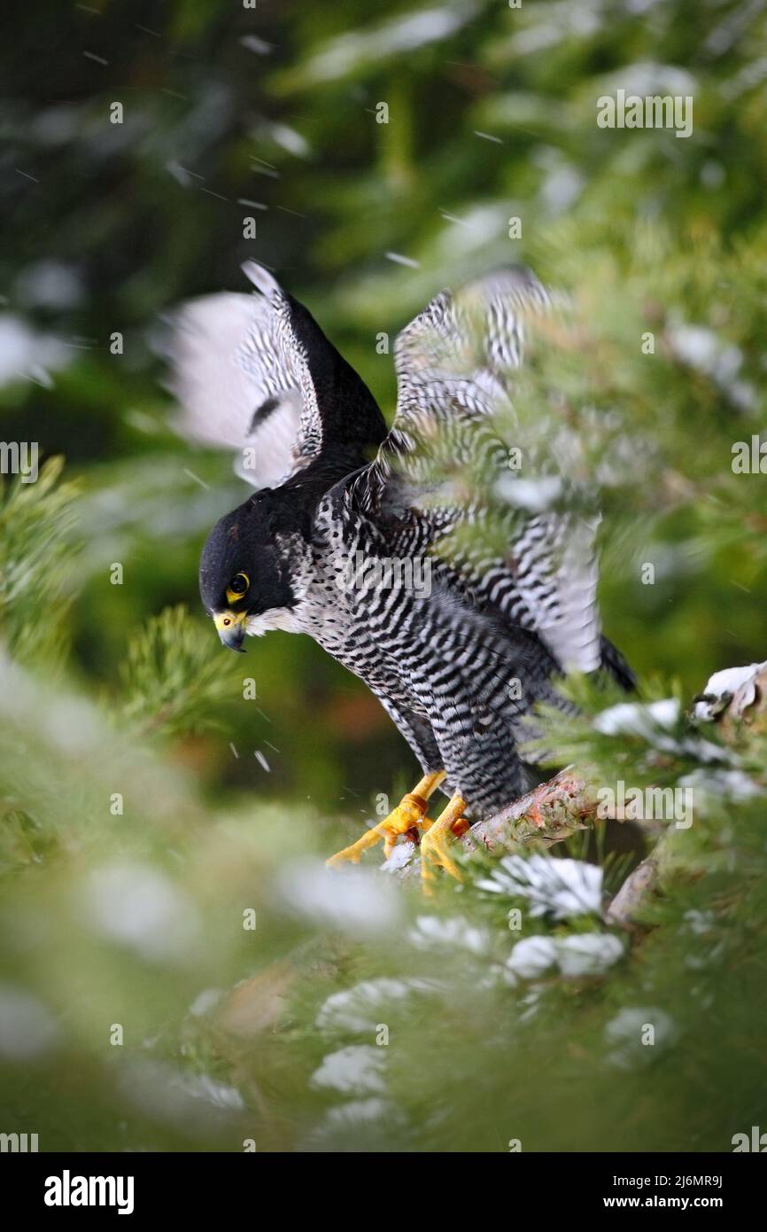 Peregrine Falcon, Bird of prey with fly snow sitting on the tree with ...