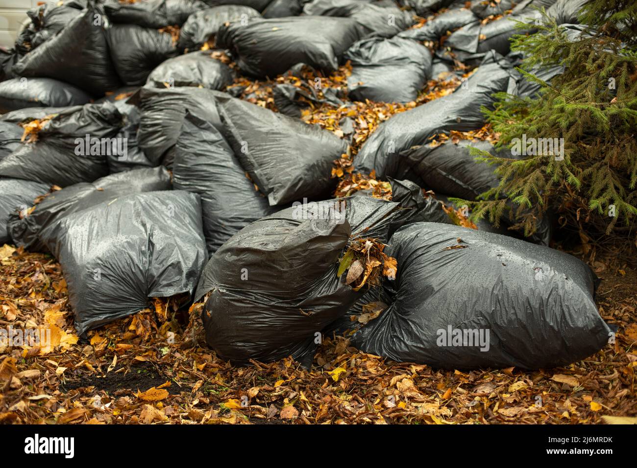 Leaves in bags. Black bags with dry leaves. Dump on street. Garbage ...