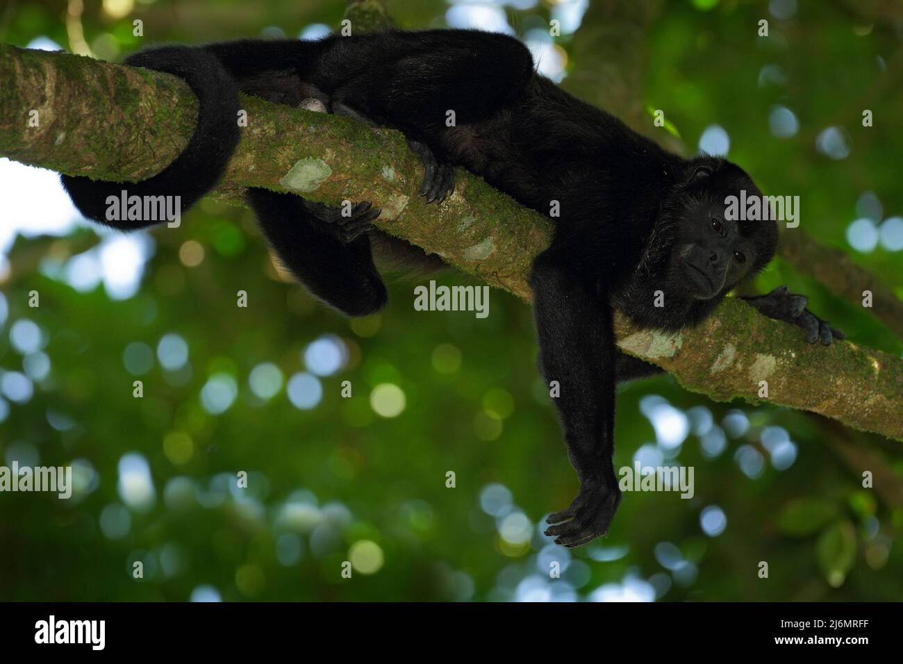 Black monkey. Mantled Howler Monkey Alouatta palliata in the nature ...
