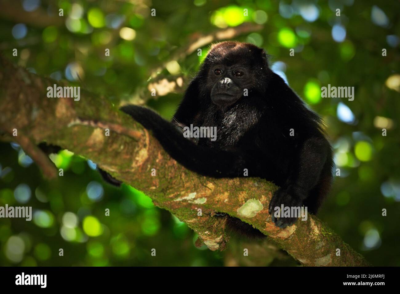 Black monkey. Mantled Howler Monkey Alouatta palliata in the nature ...