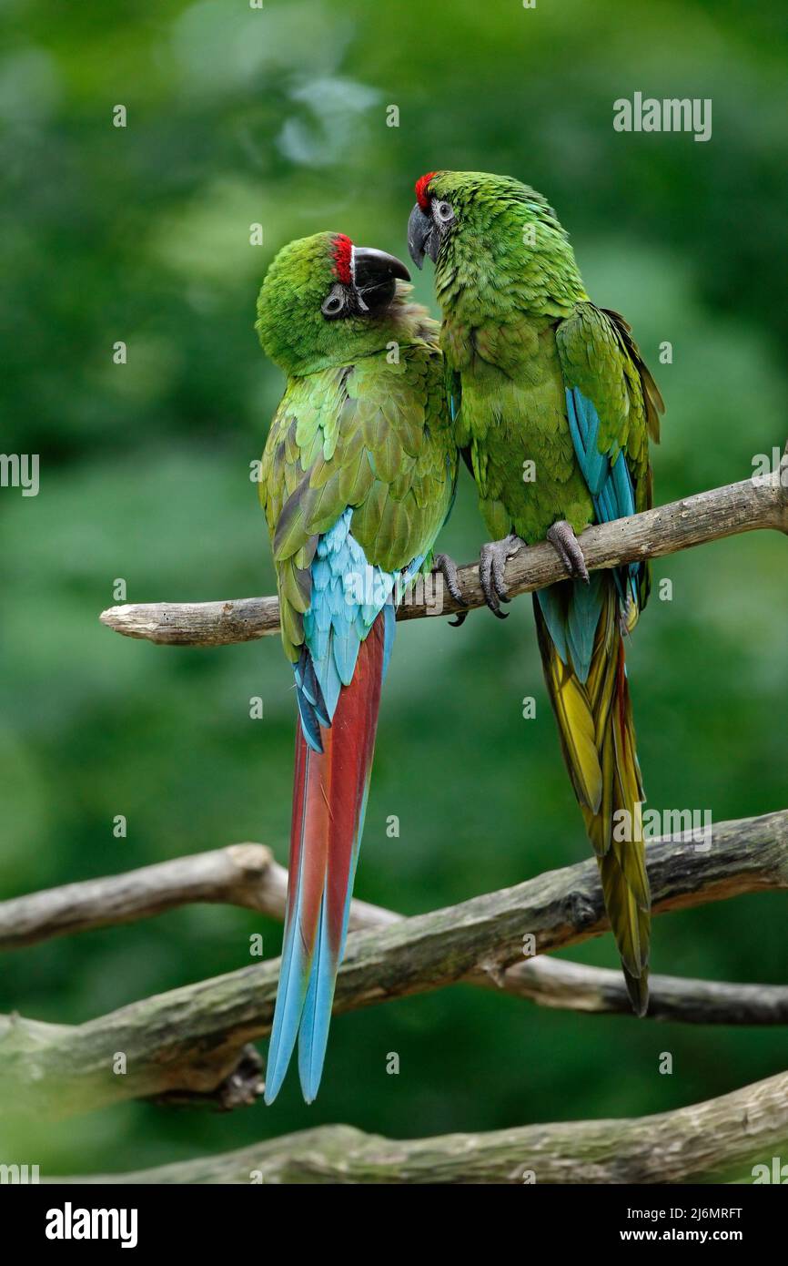 Mexico jungle birds hi-res stock photography and images - Alamy