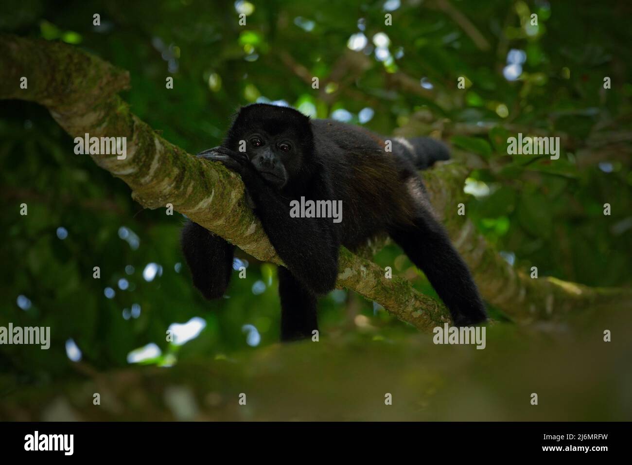 Black monkey. Mantled Howler Monkey Alouatta palliata in the nature ...