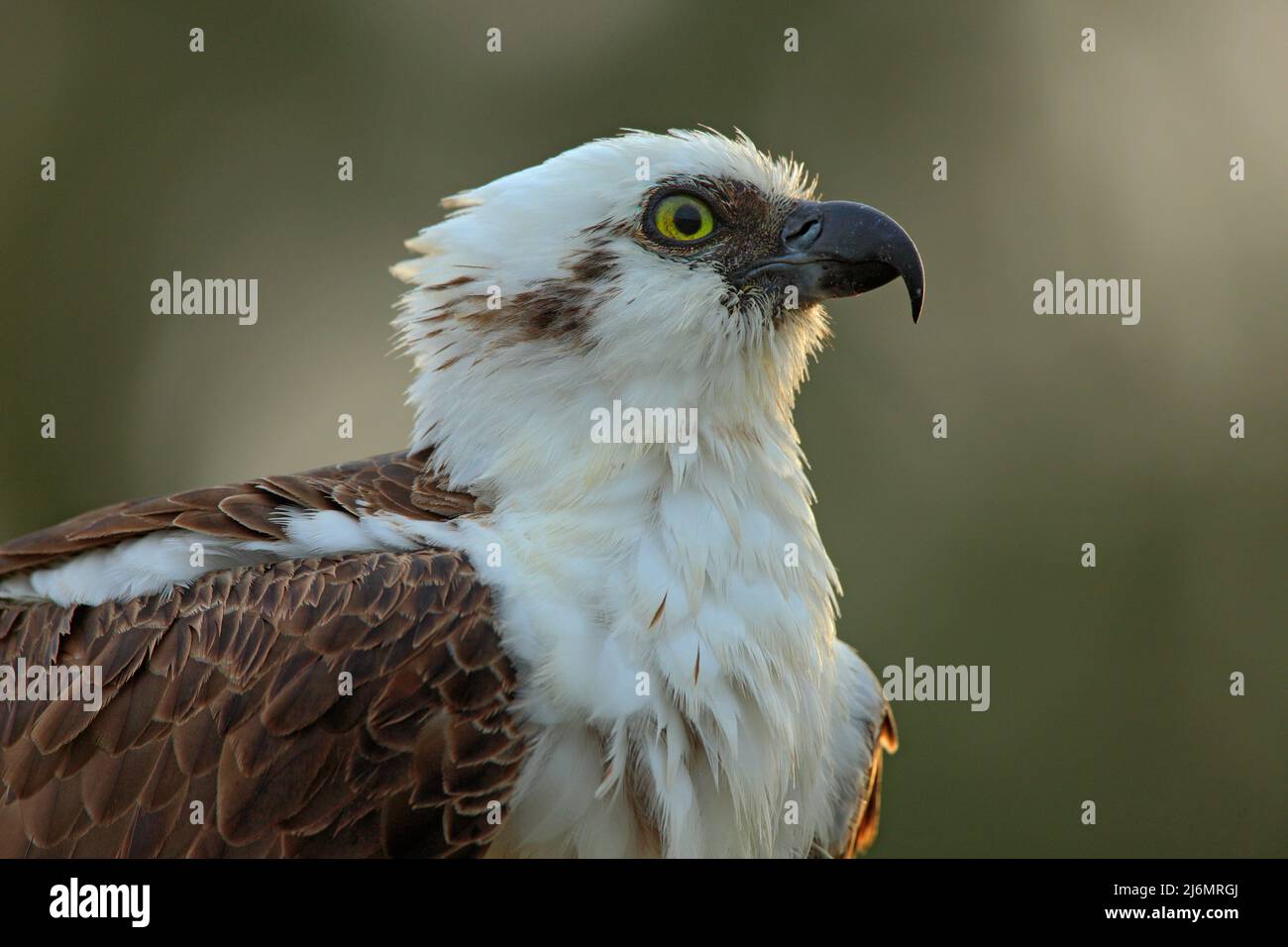 Detail portrait of osprey, bird of prey with yellow eye and curved bill ...