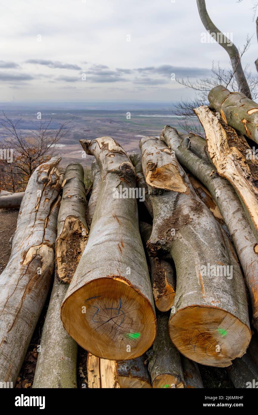 Dump tree hi-res stock photography and images - Alamy