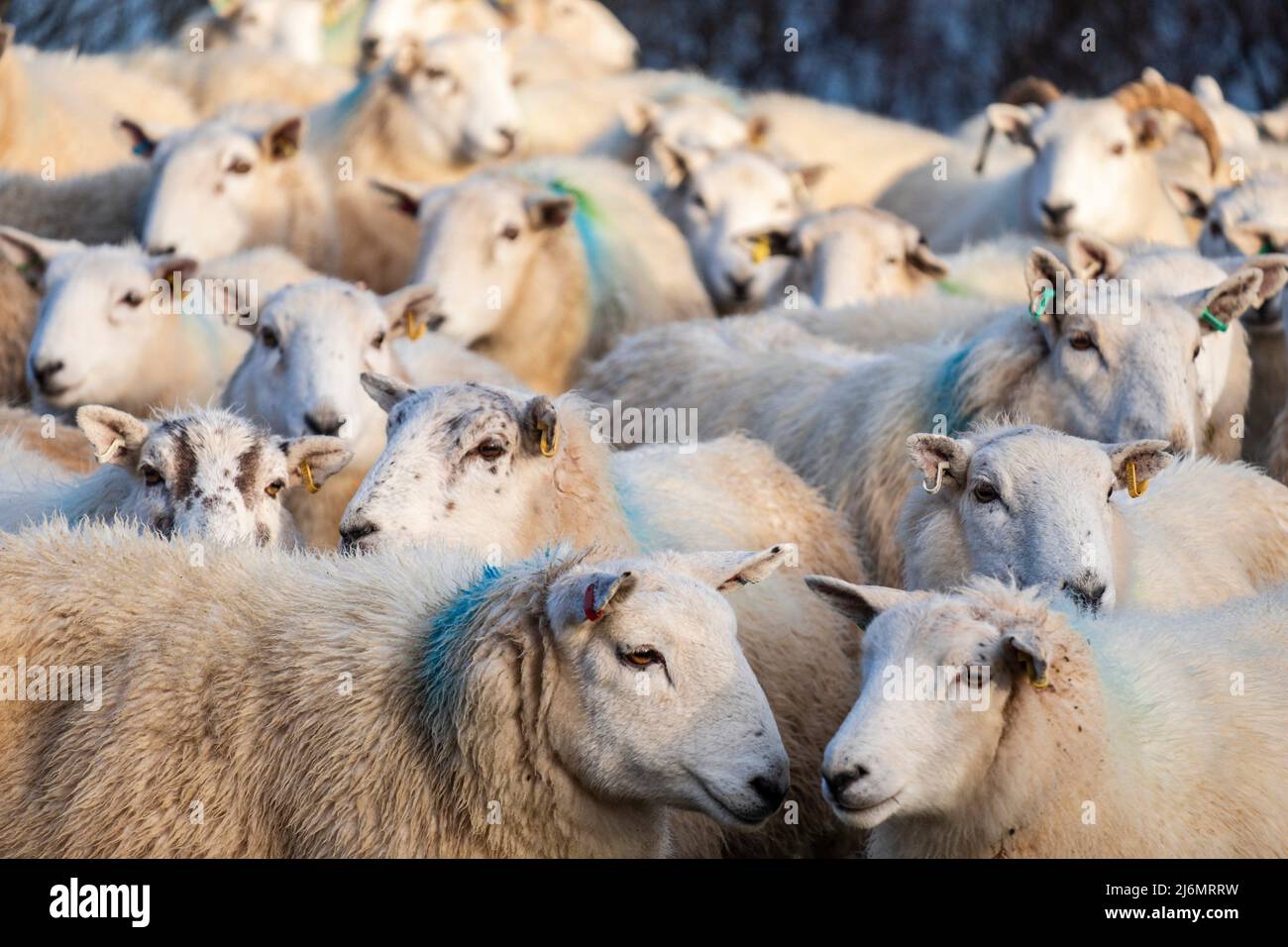 Sheep scotland highlands scotland hi-res stock photography and images ...