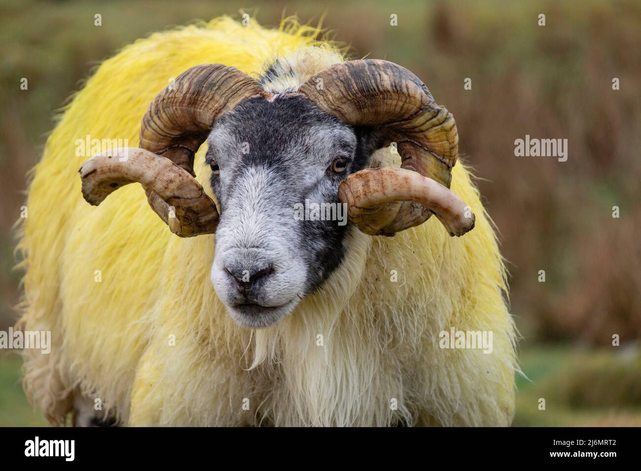 Stallion lamb, Quiraing Valley, Highlands, Scotland, UK Stock Photo - Alamy