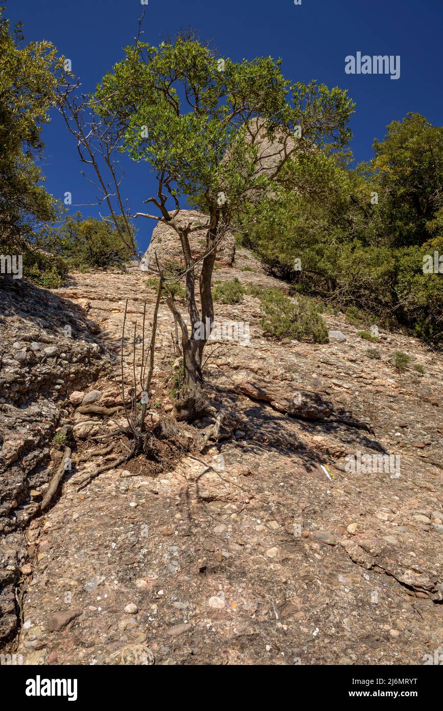 Canal in the Montserrat mountain (Barcelona, Catalonia, Spain) ESP ...