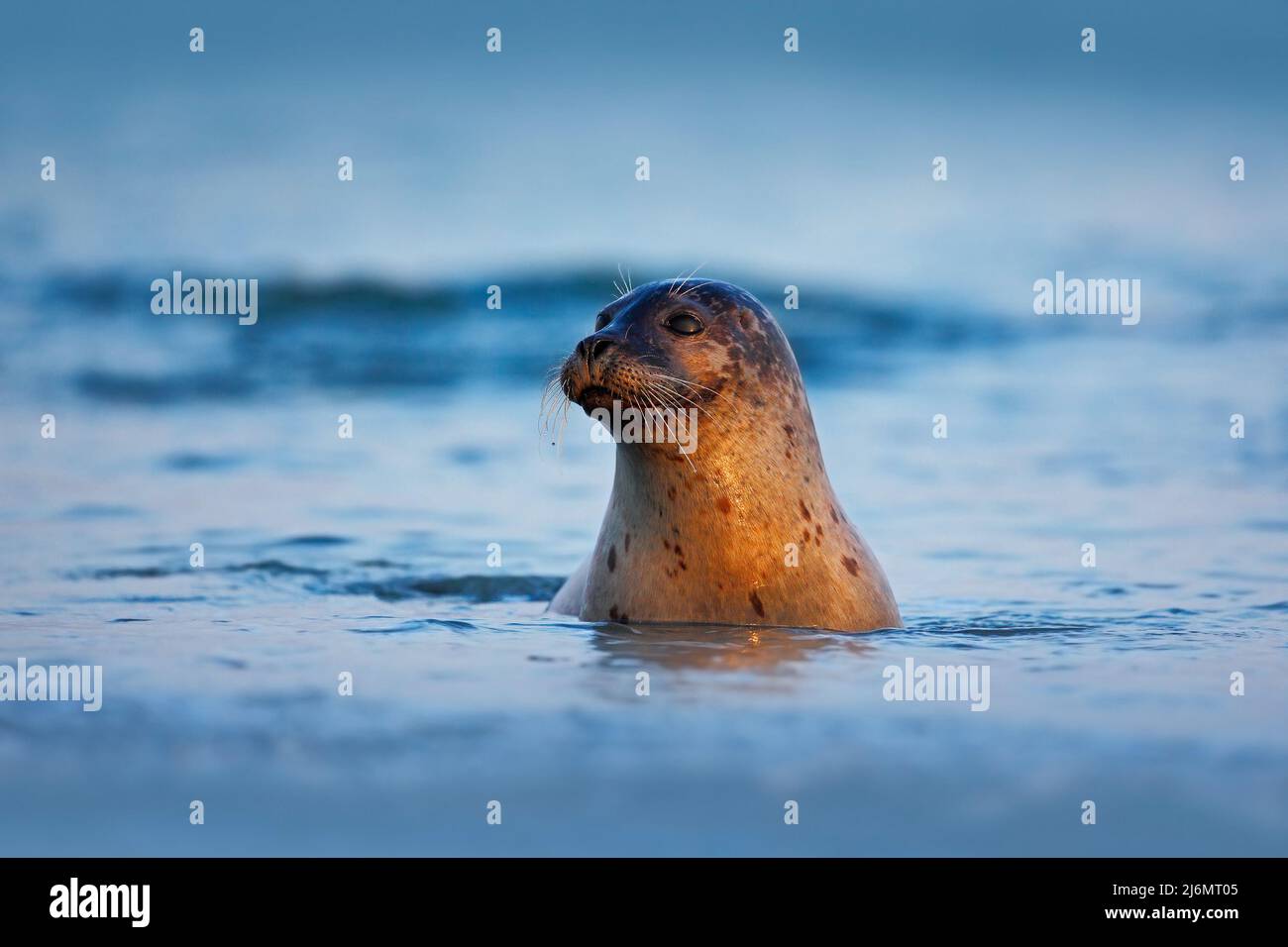 Atlantic Grey Seal, Halichoerus grypus, portrait in the dark blue water ...