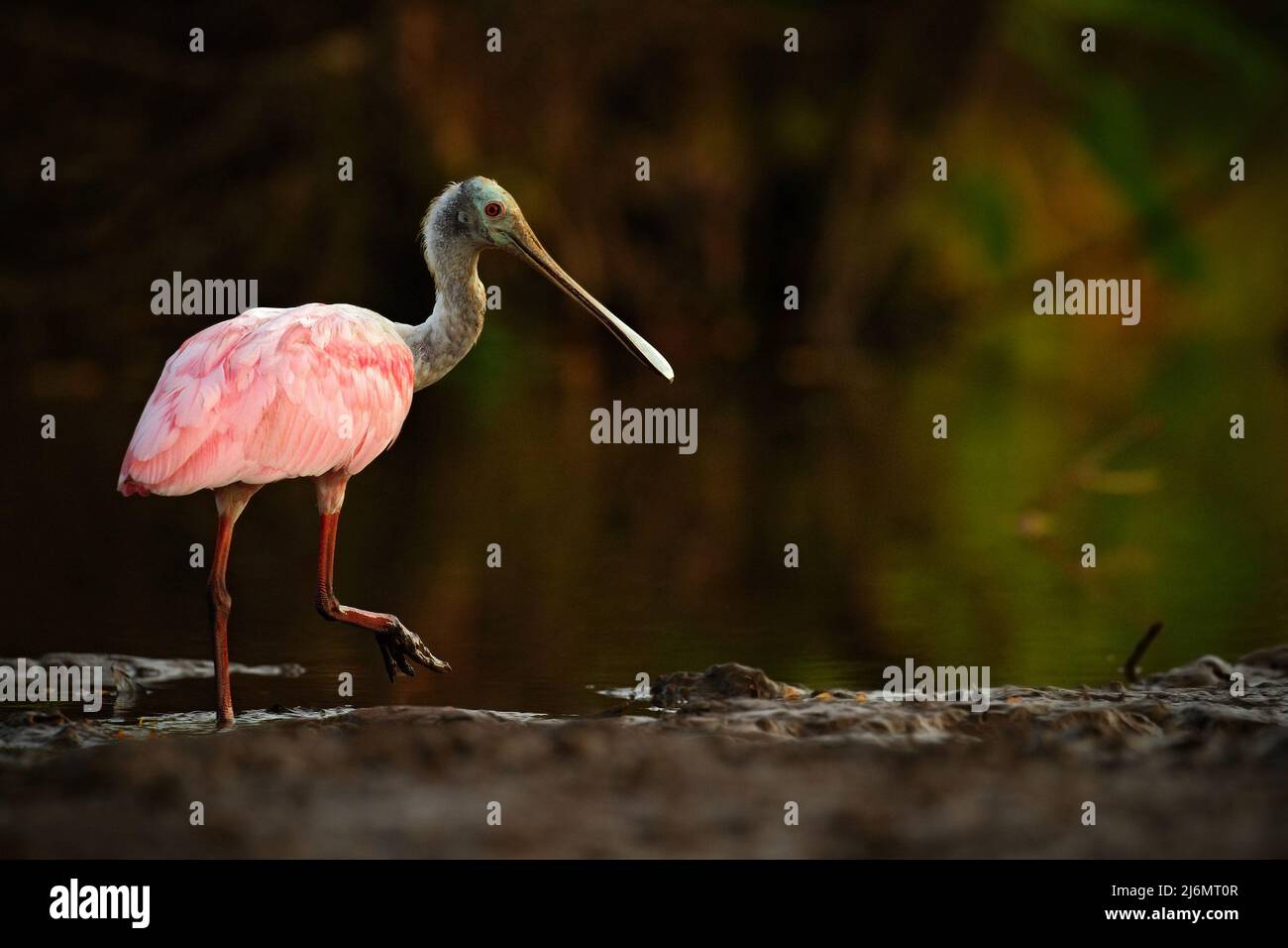 Spoonbill bird. Beautiful sunrise with bird, Platalea ajaja, Roseate ...