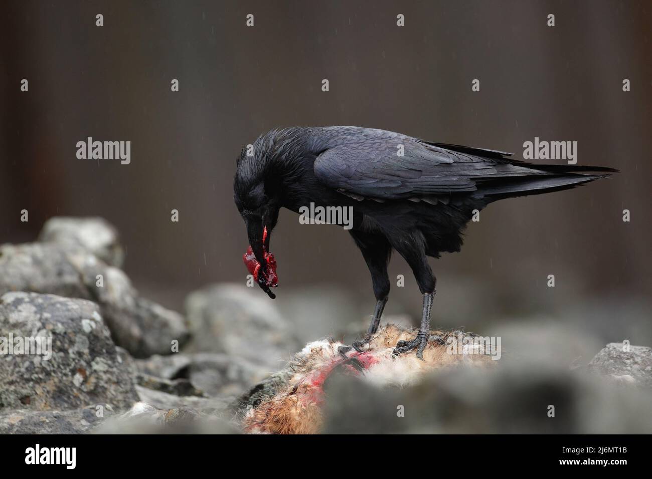 Black bird raven with dead red fox, bloody heart in beak, sitting on ...