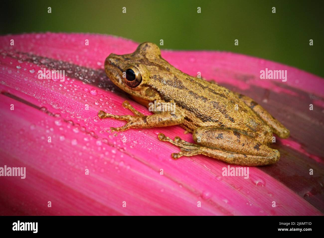 Tropic frog Stauffers Treefrog, Scinax staufferi, sitting on the pink ...