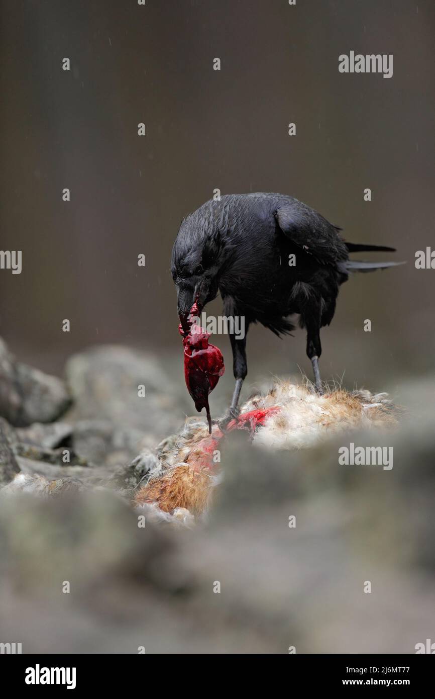 Black bird raven with dead red fox, bloody heart in beak, sitting on ...