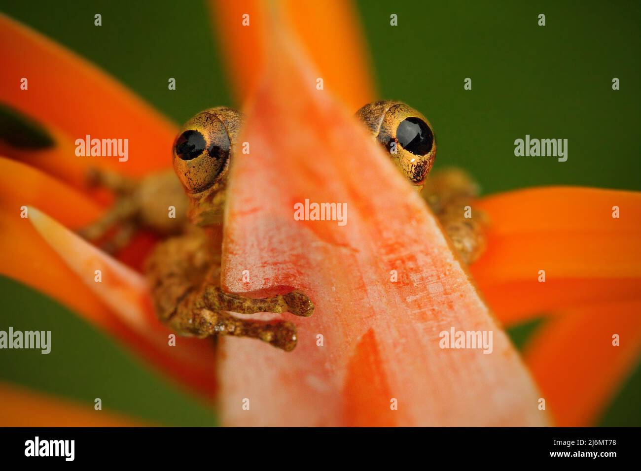 Tropic frog Stauffers Treefrog, Scinax staufferi, sitting hidden in the ...