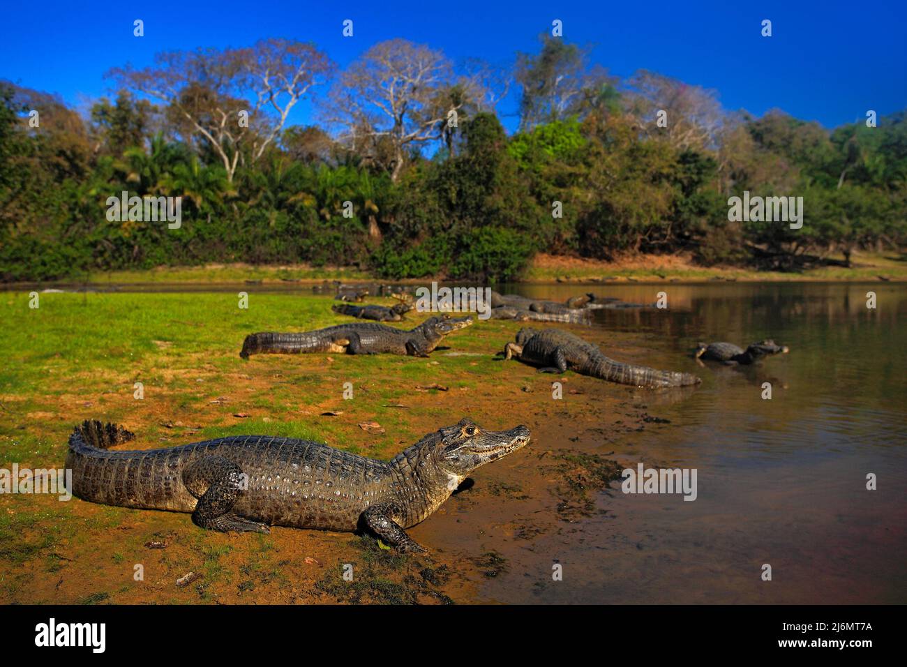 Caiman Habitat