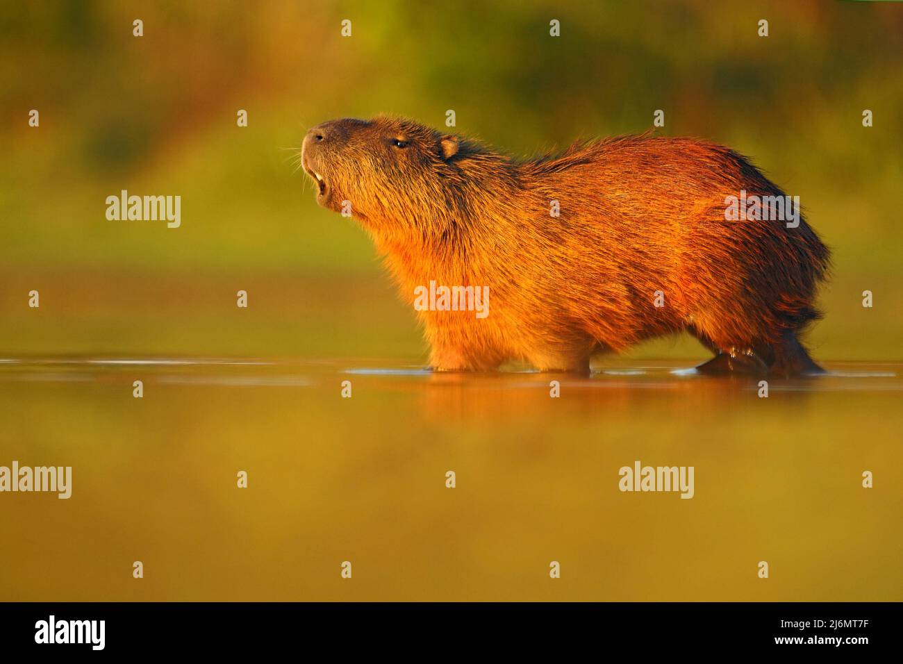 Capybara, Hydrochoerus hydrochaeris, biggest mouse in the water with evening light during sunset ...