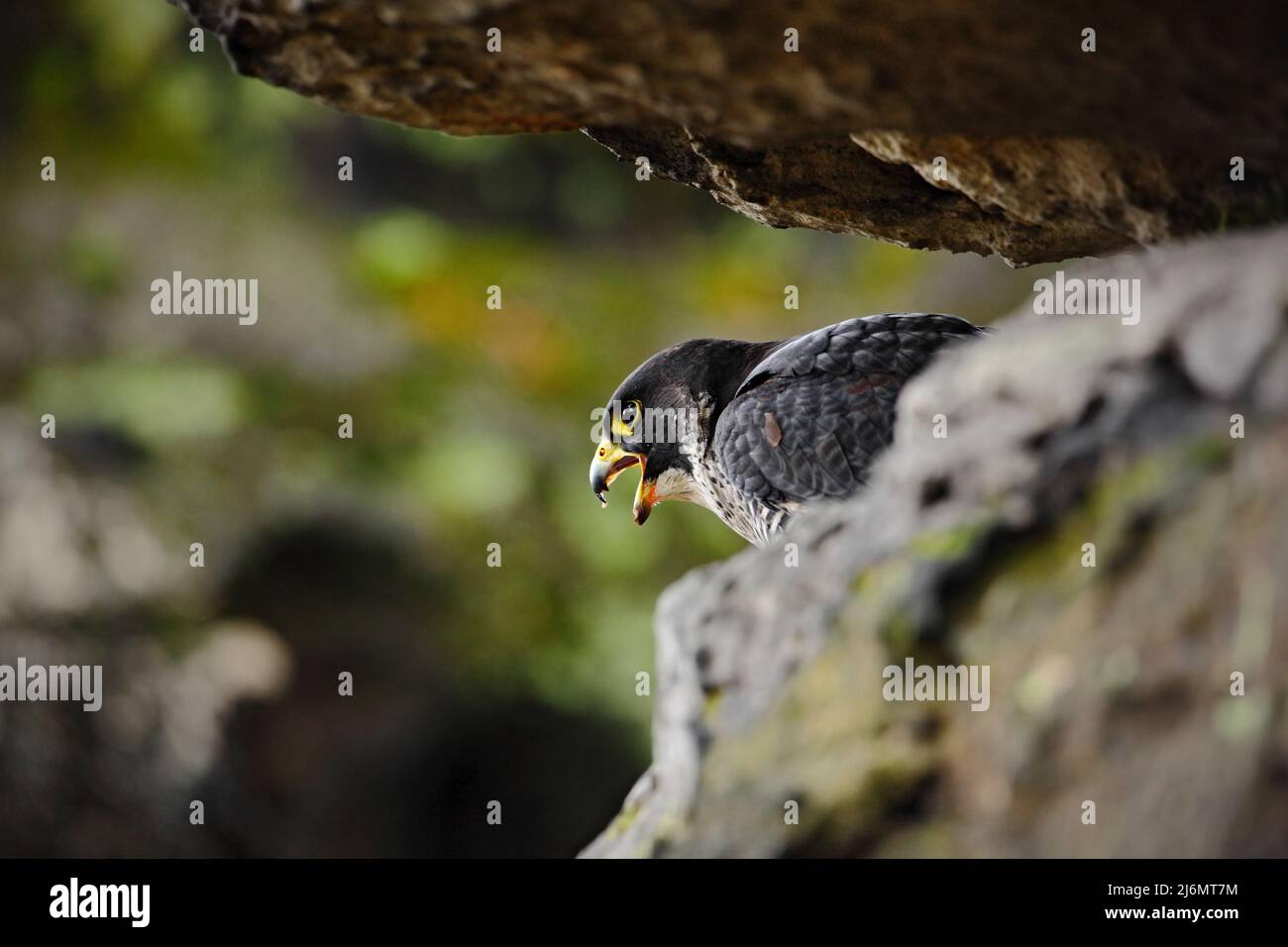Bird of prey Peregrine Falcon sitting on the stone in the rock, detail ...