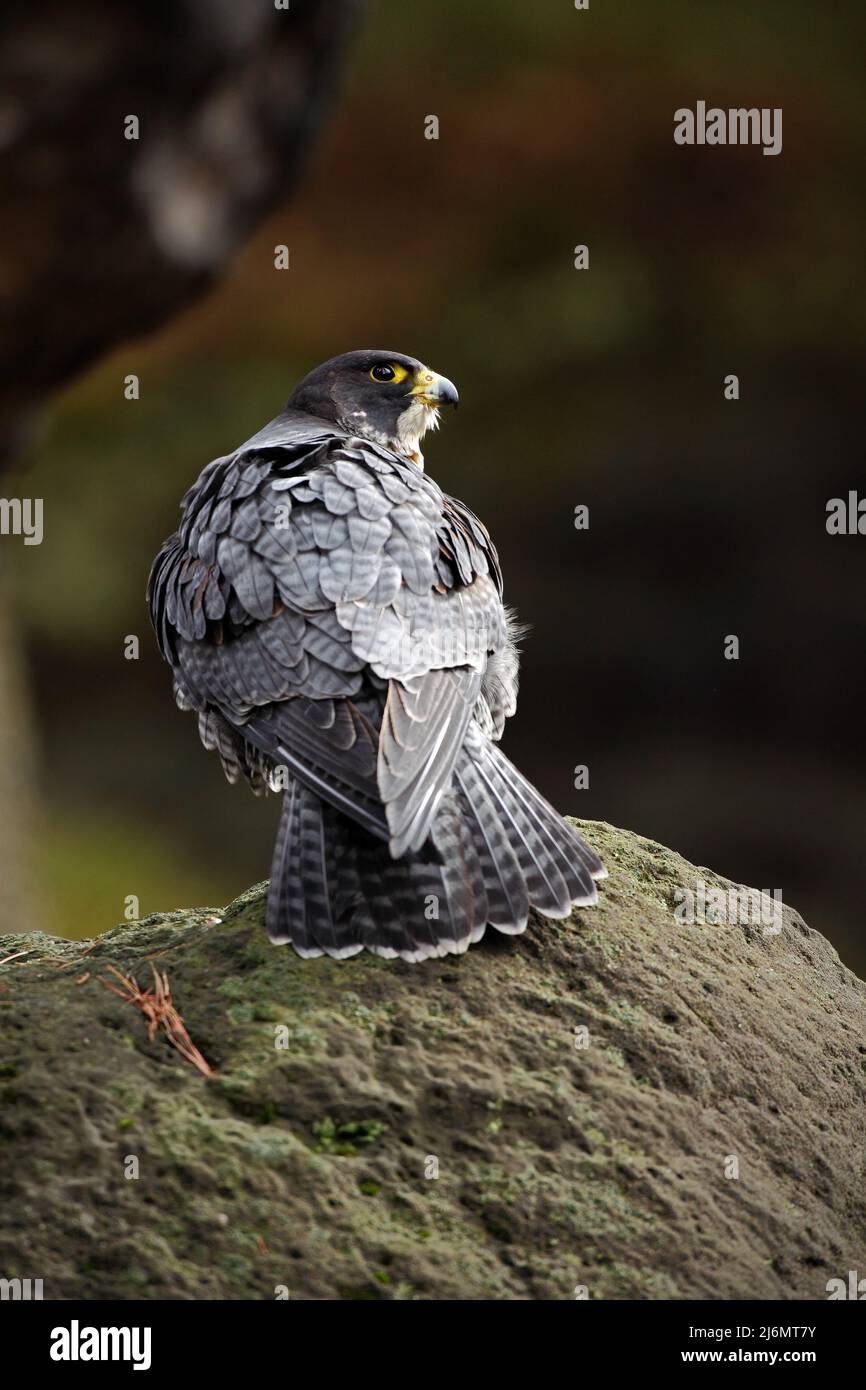 Peregrine Falcon, bird of prey sitting on the stone in the rock, detail ...