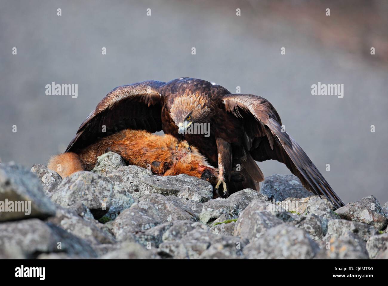 Golden Eagle, Aquila chrysaetos, feeding on kill Red Fox high in the ...