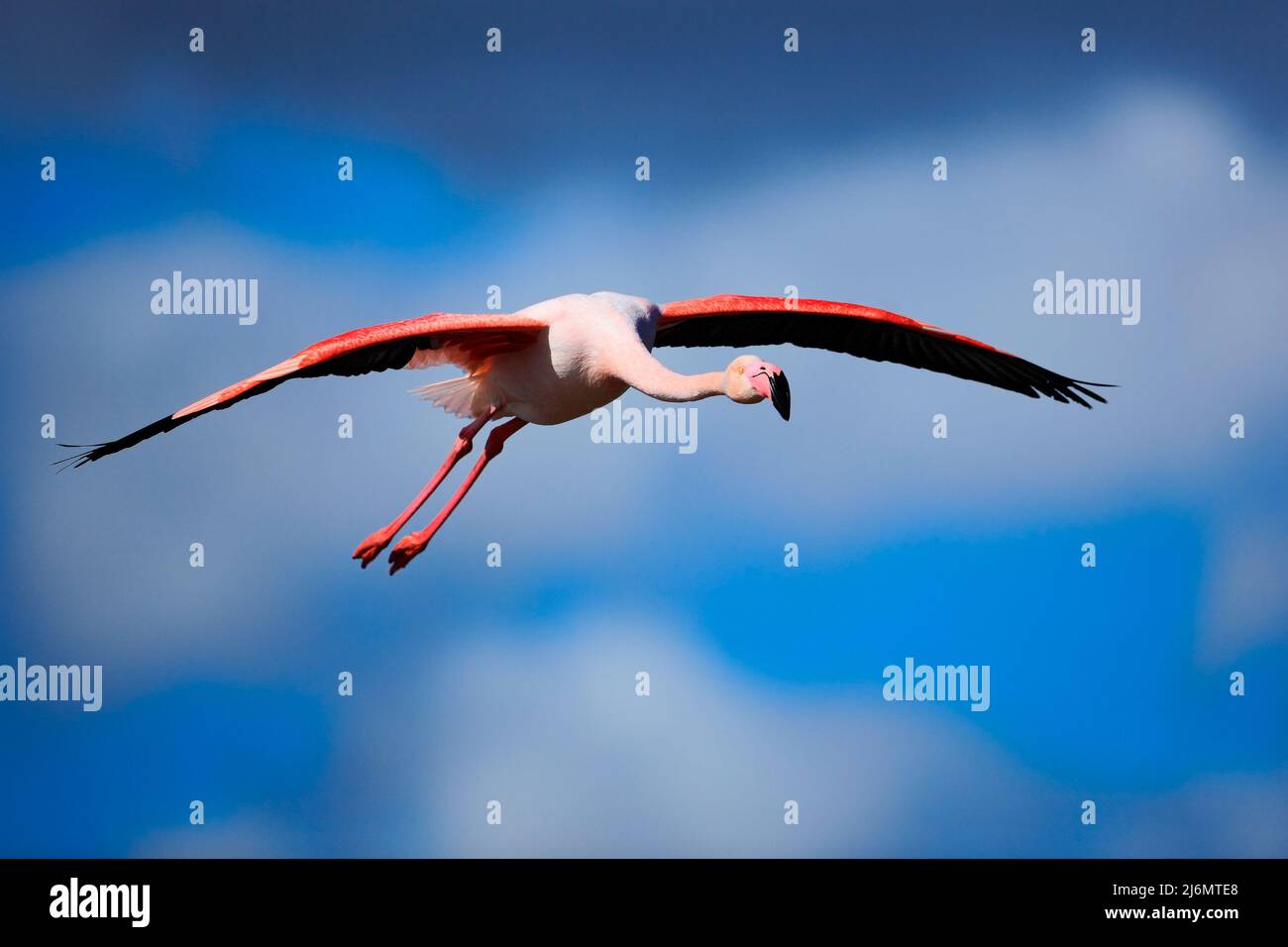 Greater Flamingo, Phoenicopterus ruber, flying beautiful pink big bird ...