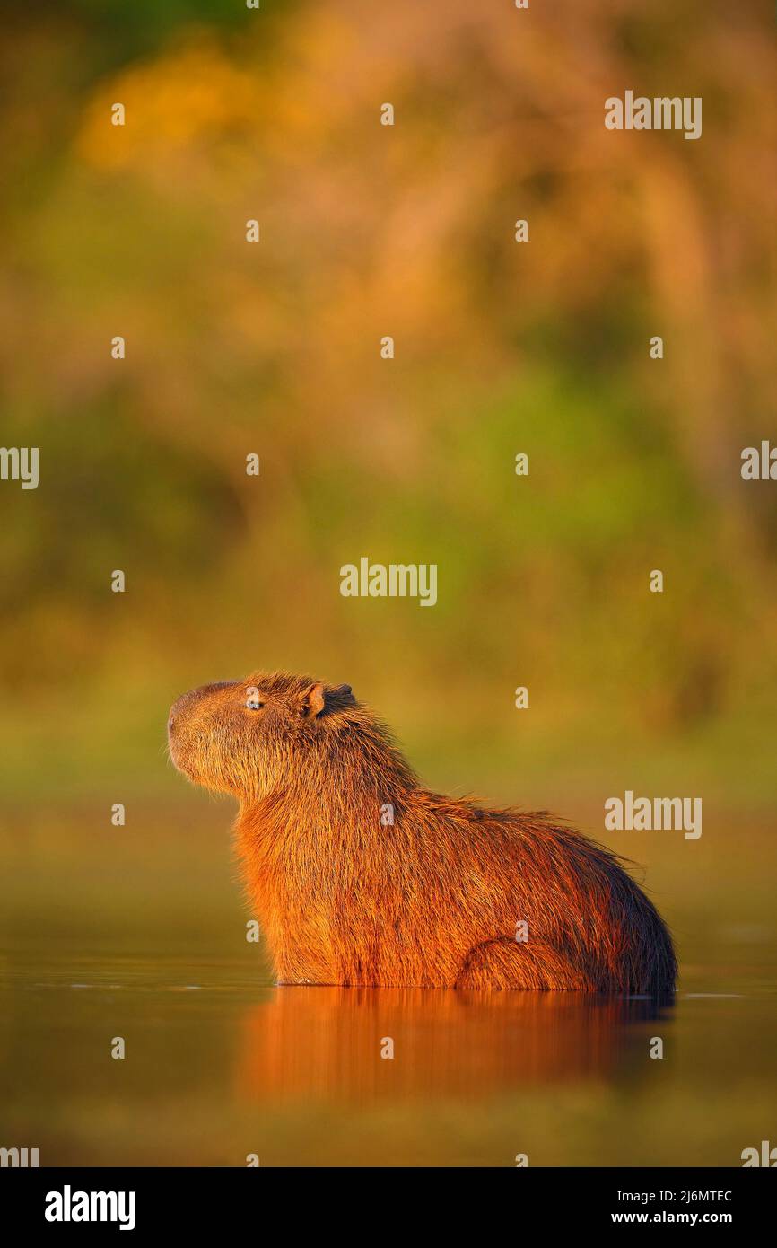 Capybara, Hydrochoerus hydrochaeris, biggest mouse in the water with ...