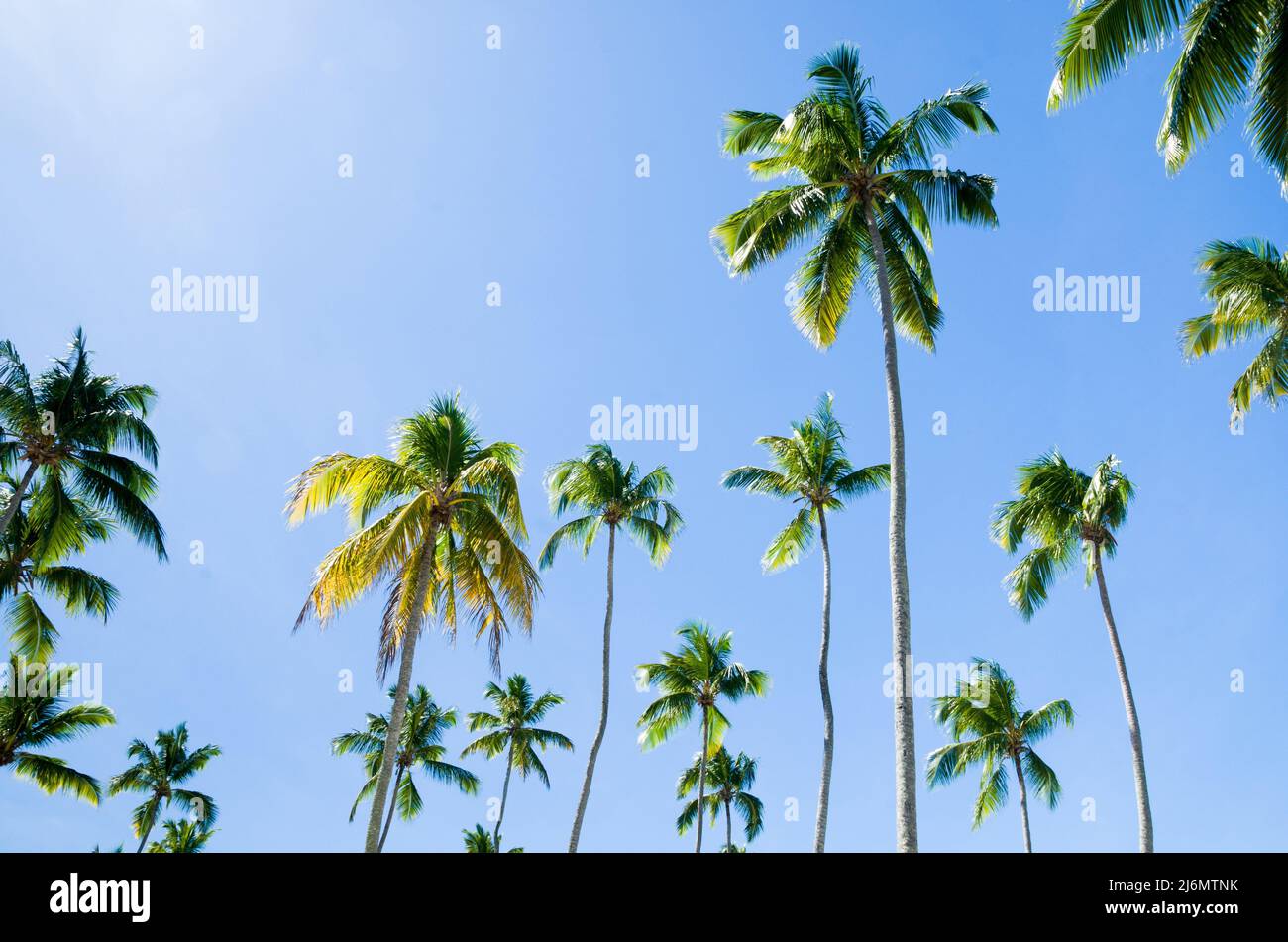 Beautiful coconut natural hi-res stock photography and images - Alamy