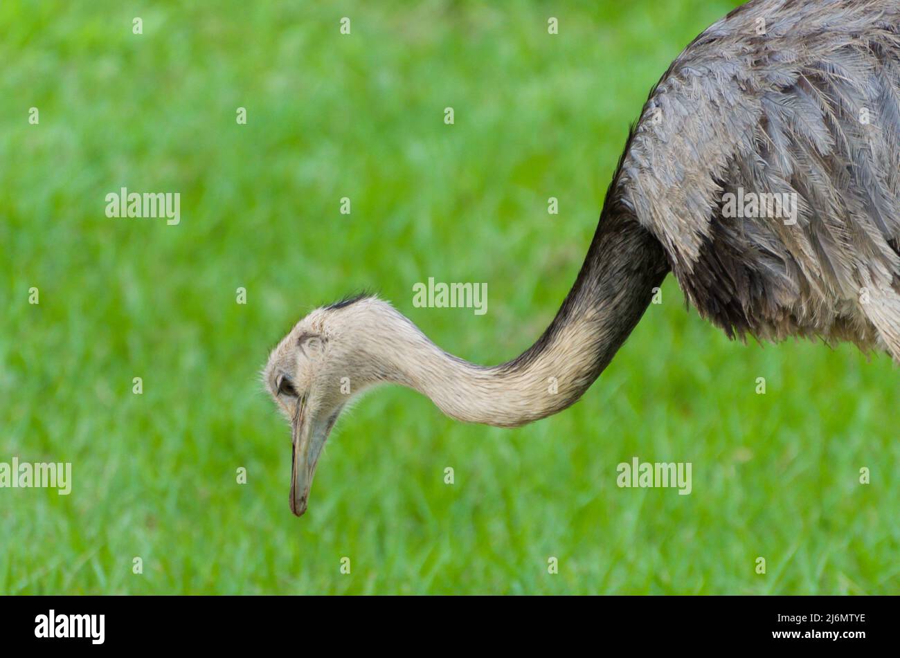 Beautiful Ema or Greater Rhea (Rhea americana) in the Brazilian wetland ...