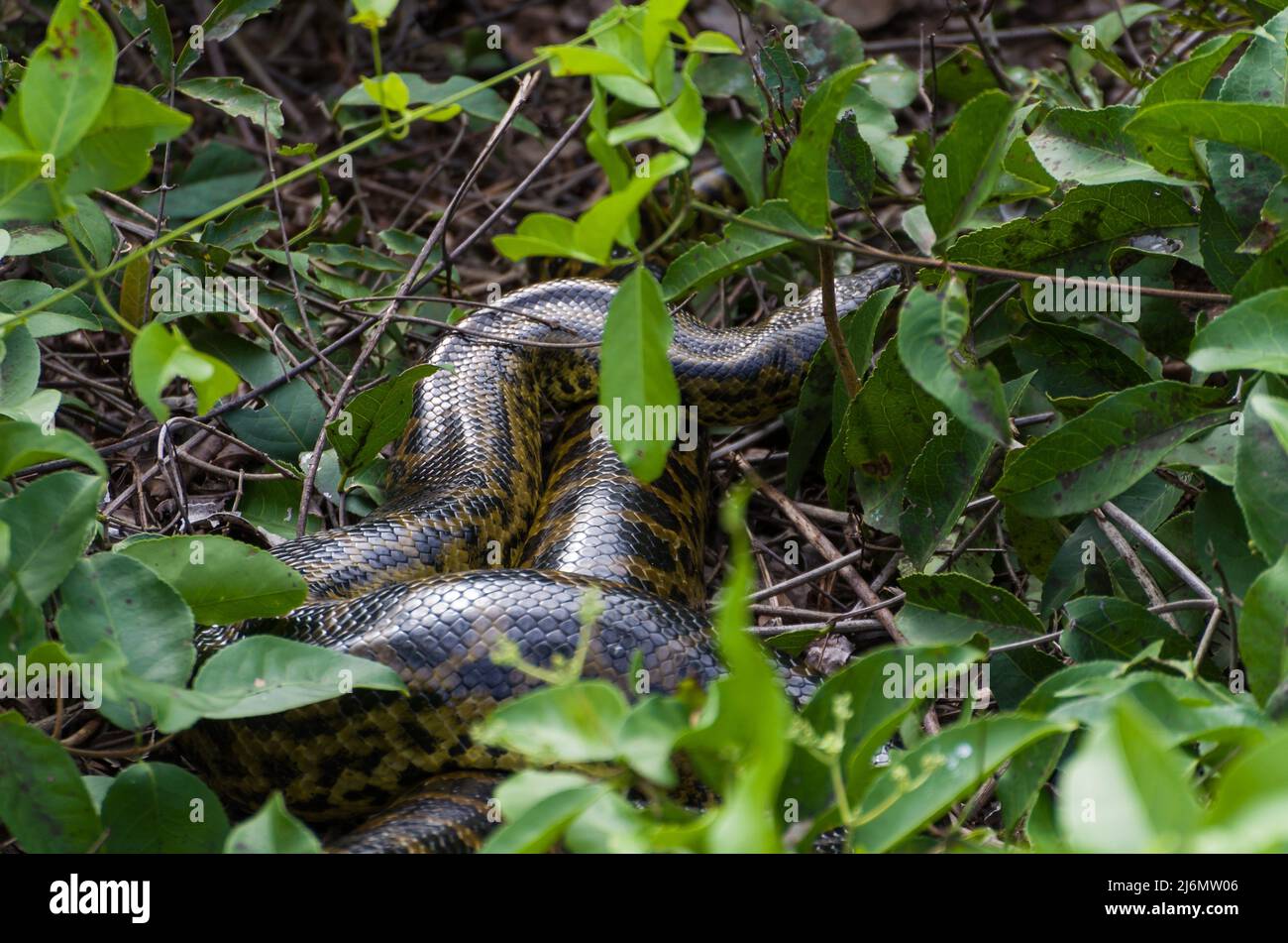 Sucuri hi-res stock photography and images - Alamy