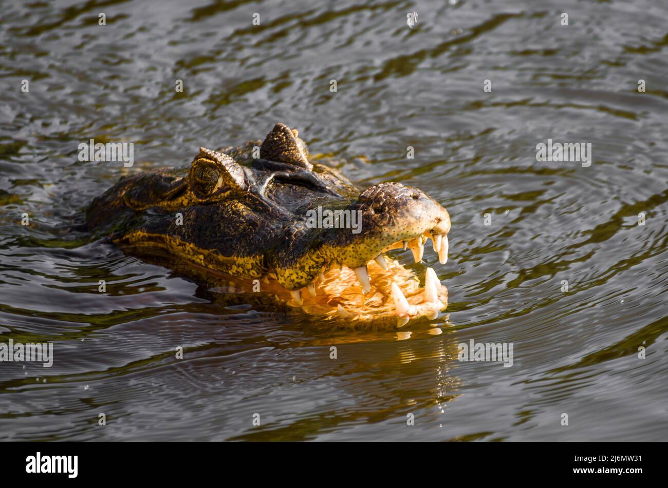 Living in cayman hi-res stock photography and images - Alamy