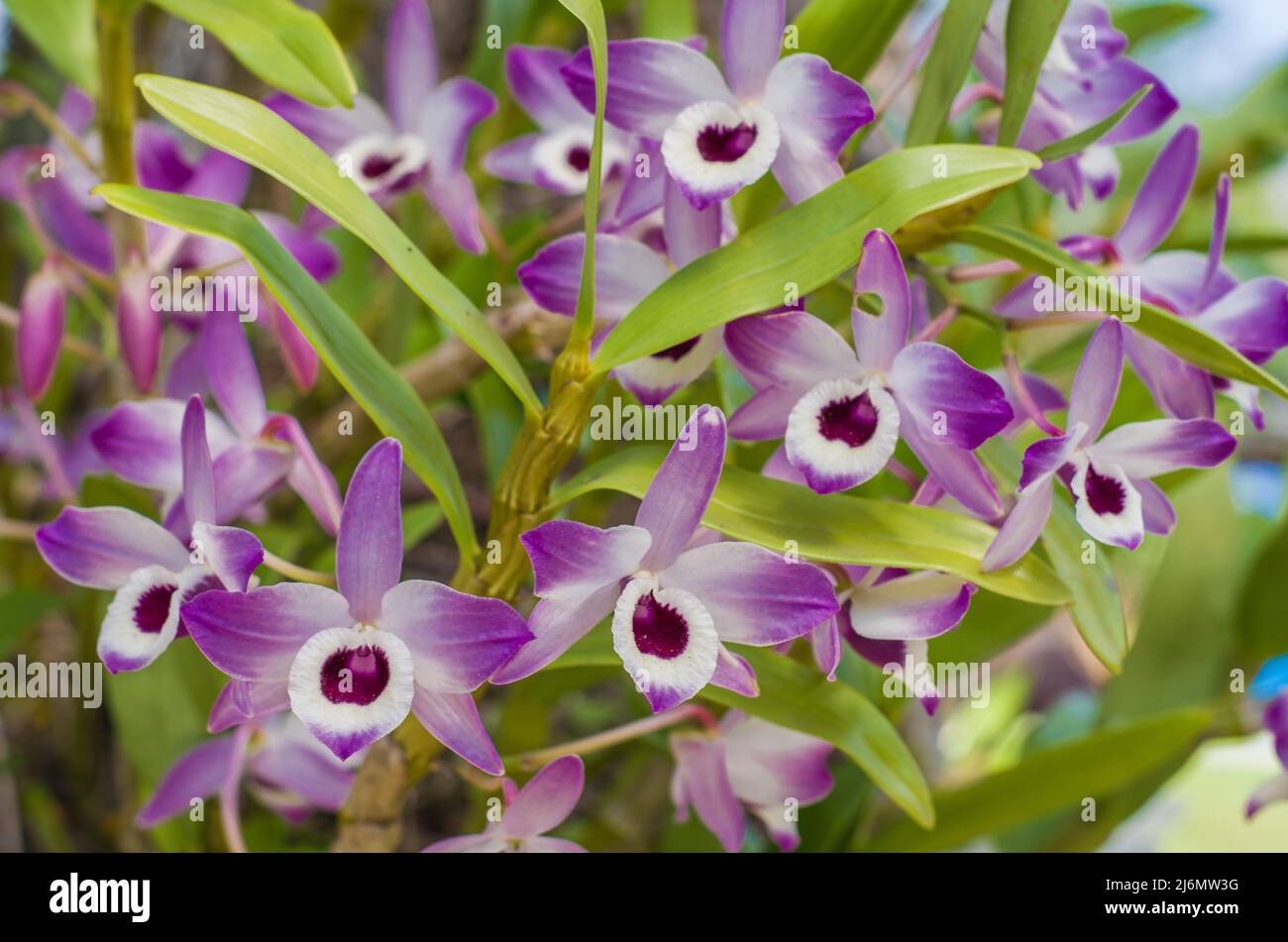 Beautiful orchid flower in nature, photo for backgrounds Stock Photo ...