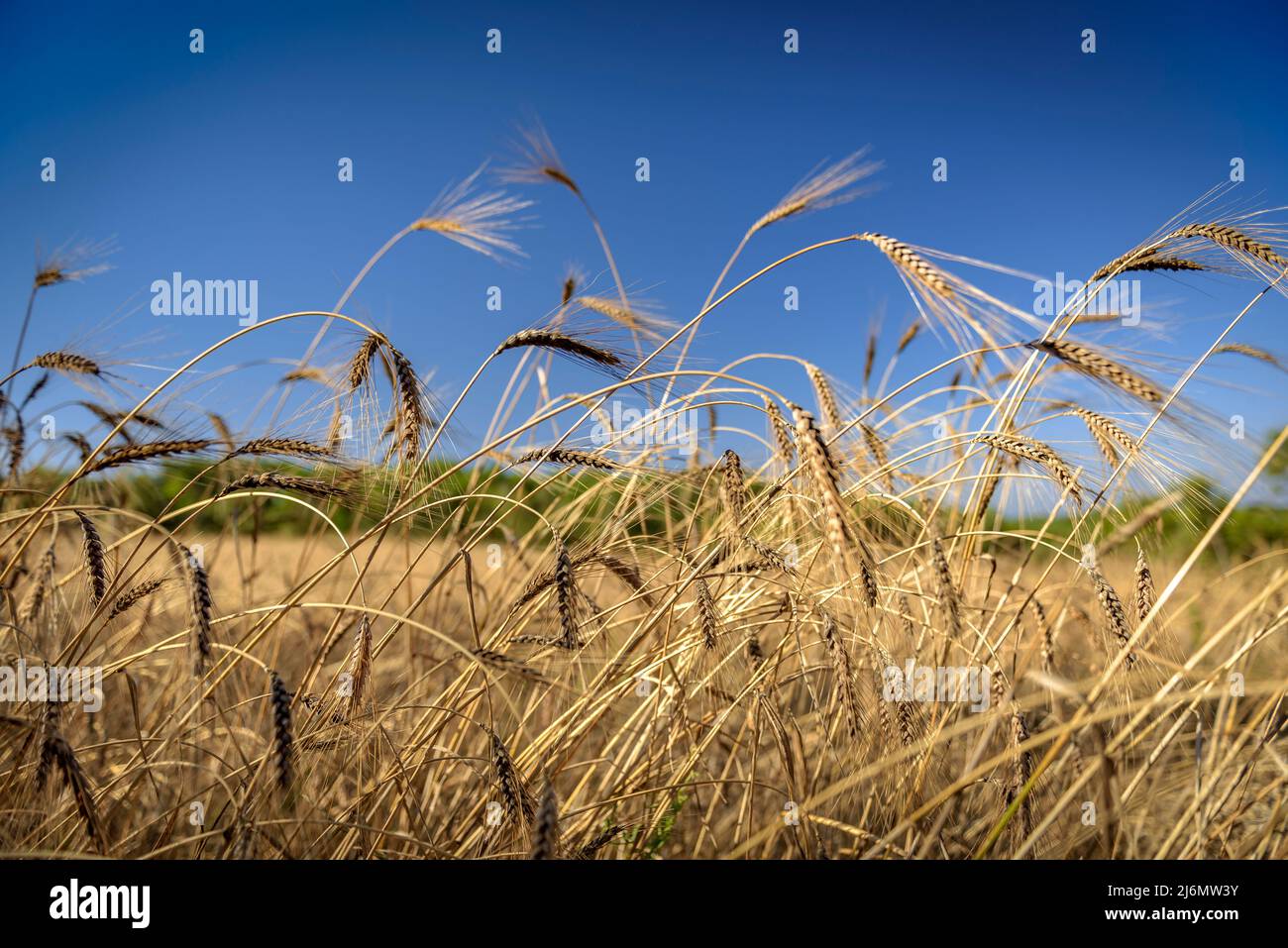 Sol de campo de trigo hi-res stock photography and images - Alamy