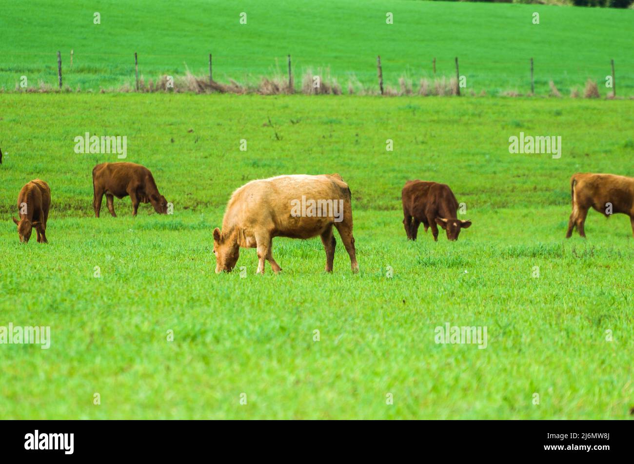 Agriculture beef latin america hi-res stock photography and images - Alamy