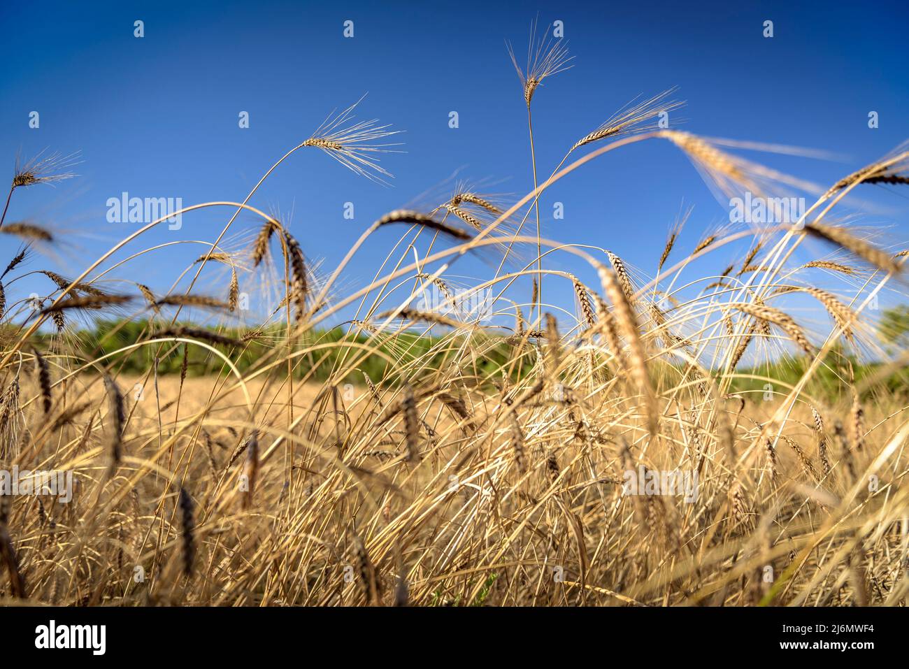 Sol de campo de trigo hi-res stock photography and images - Alamy