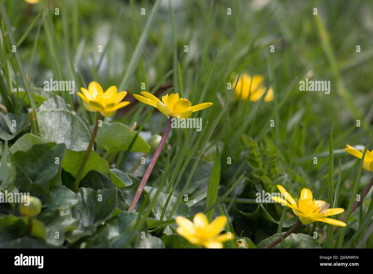 Spring flowers; Bright yellow Lesser Celandine or pilewort flowers ...