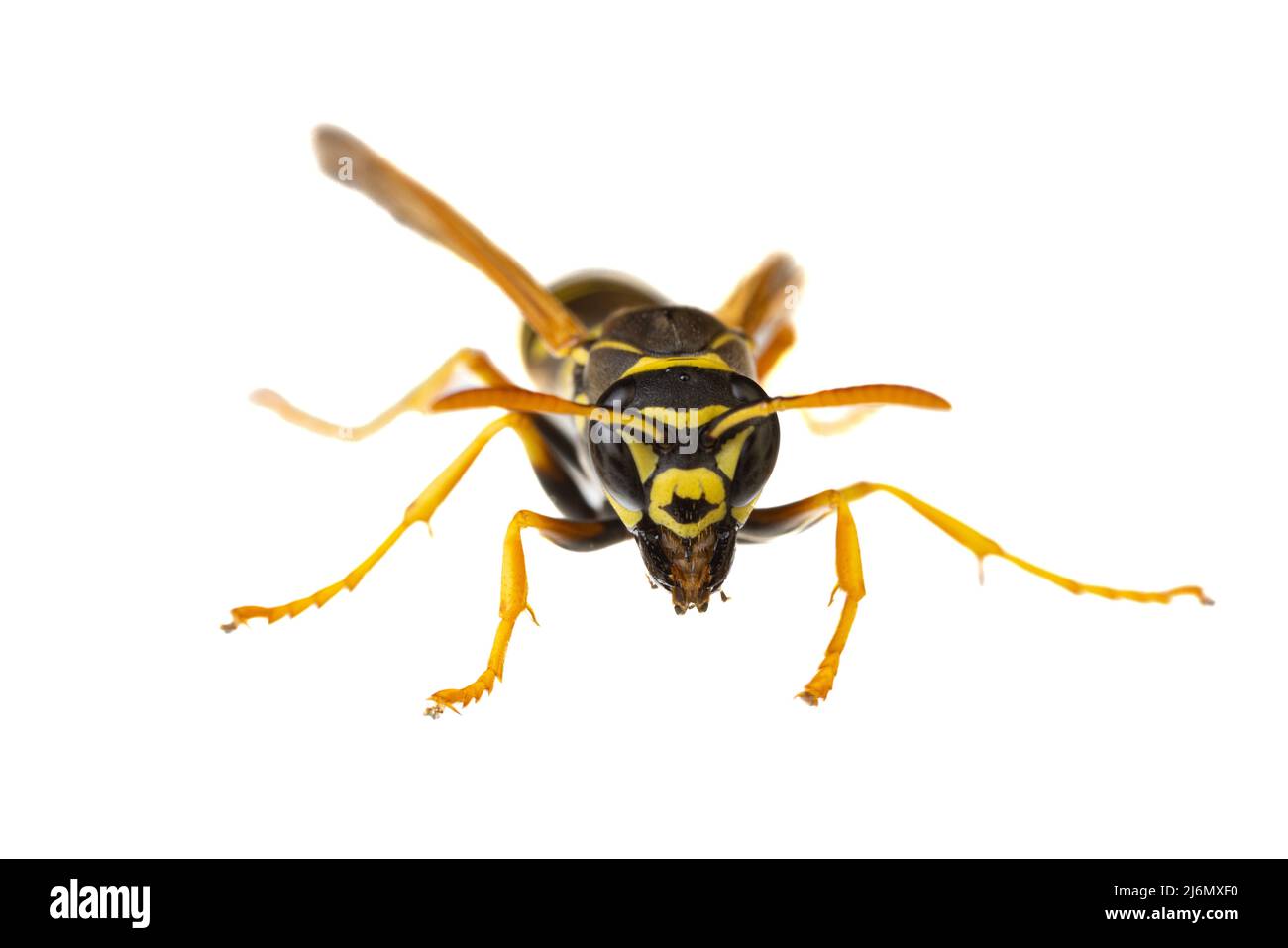 insects of europe - wasps: macro of paper wasp ( Polistes nimpha ...