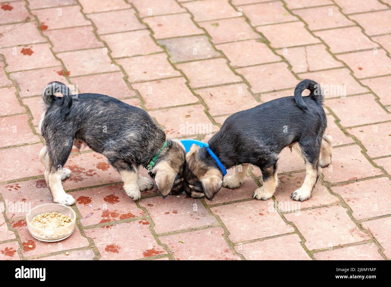 Dog eating food bowl puppy hi-res stock photography and images - Alamy