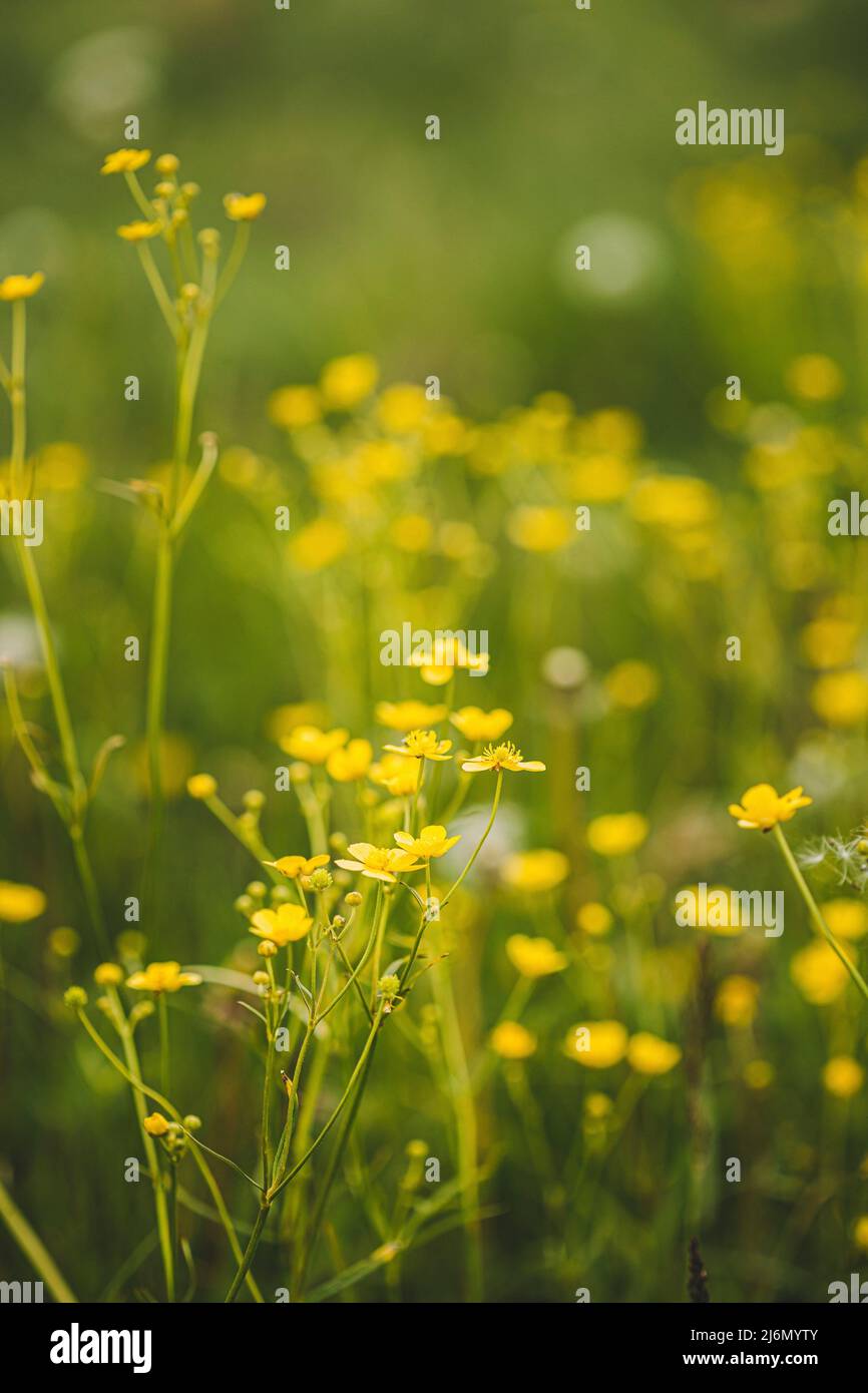 Ranunculus acris leaf hi-res stock photography and images - Alamy