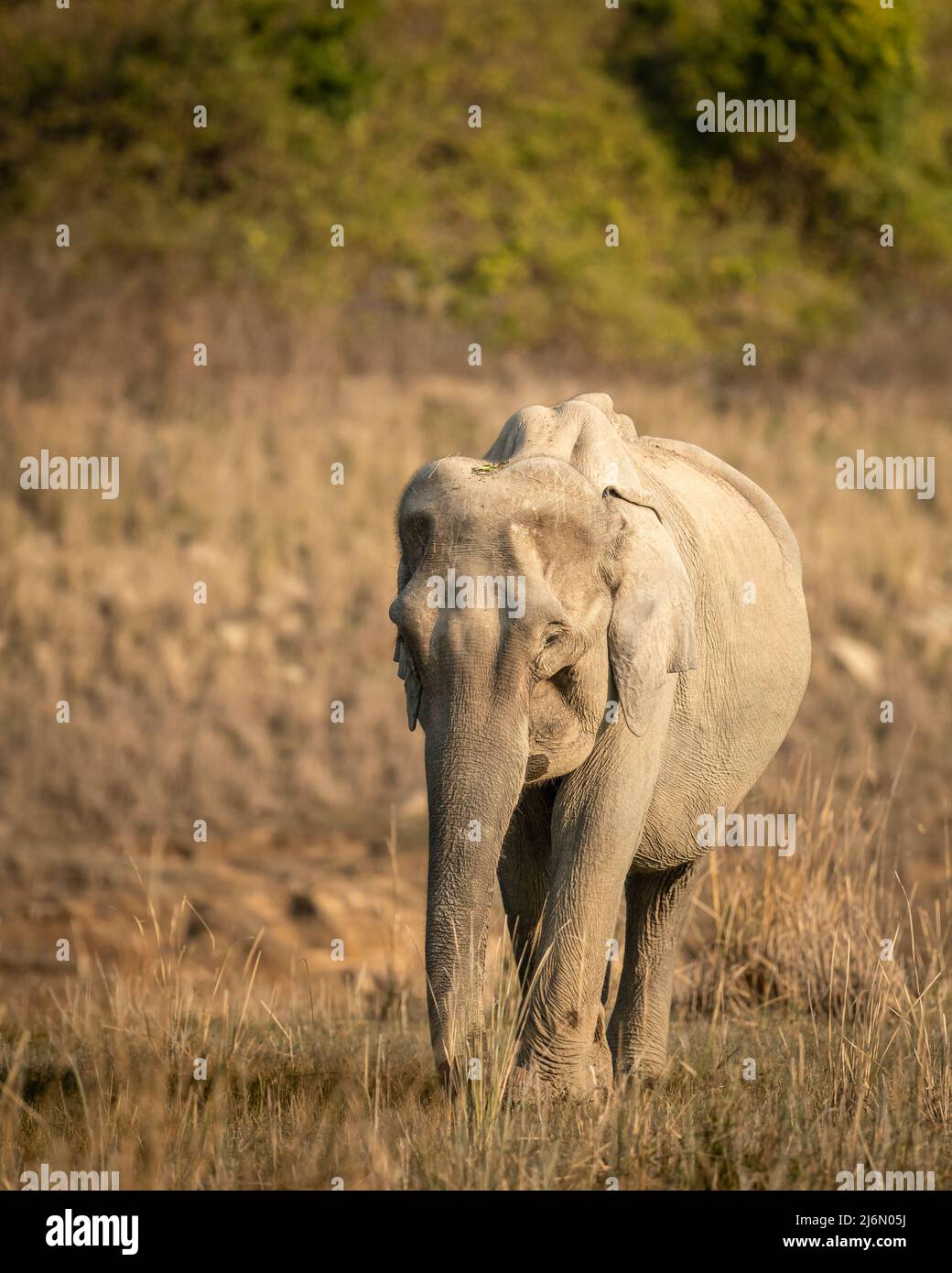Asian elephant charge hi-res stock photography and images - Alamy
