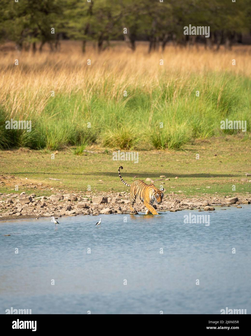 Wild bengal female tiger or tigress with tail up in rajbagh lake water ...