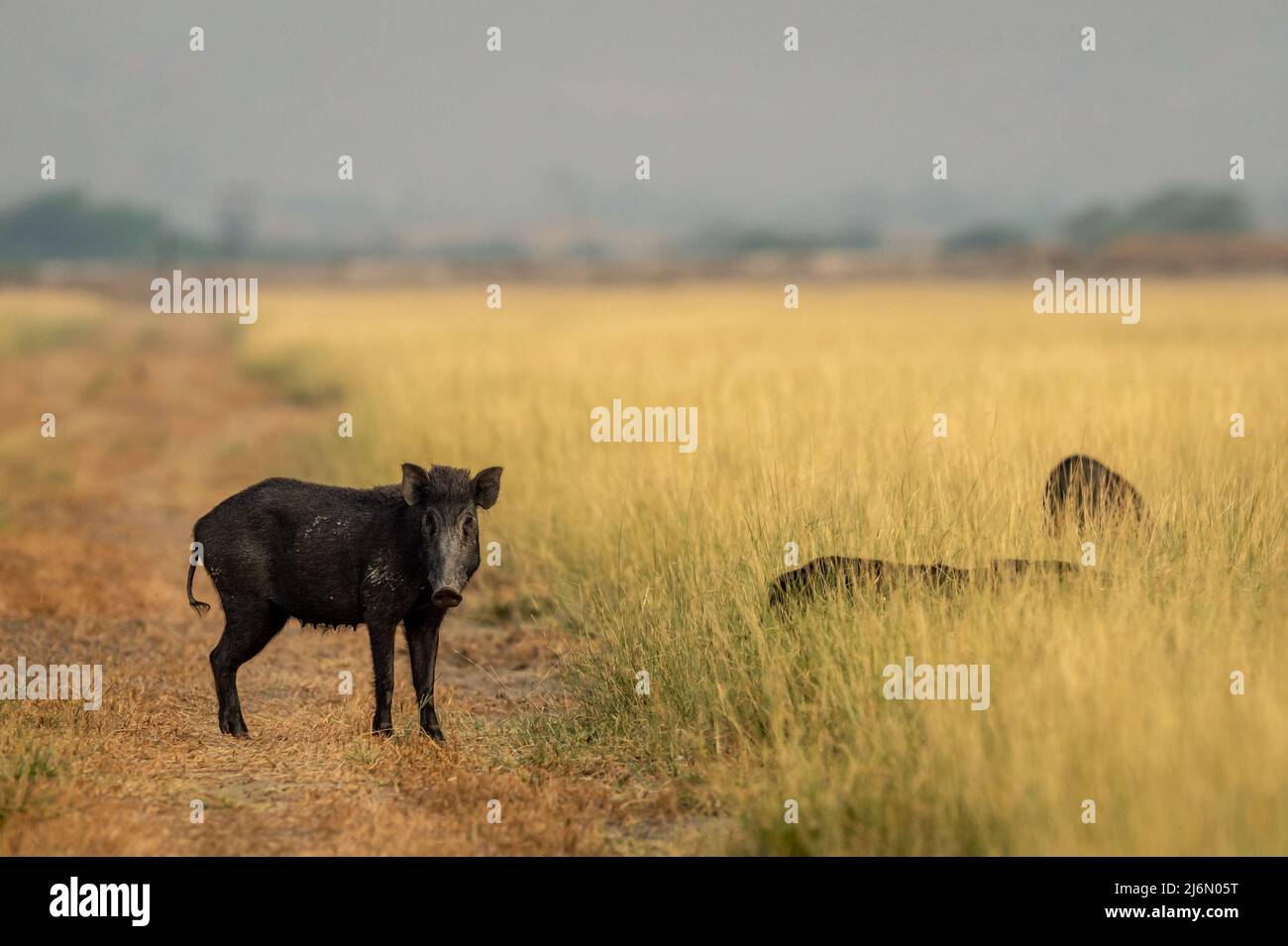 Indian wild boar family hi-res stock photography and images - Alamy
