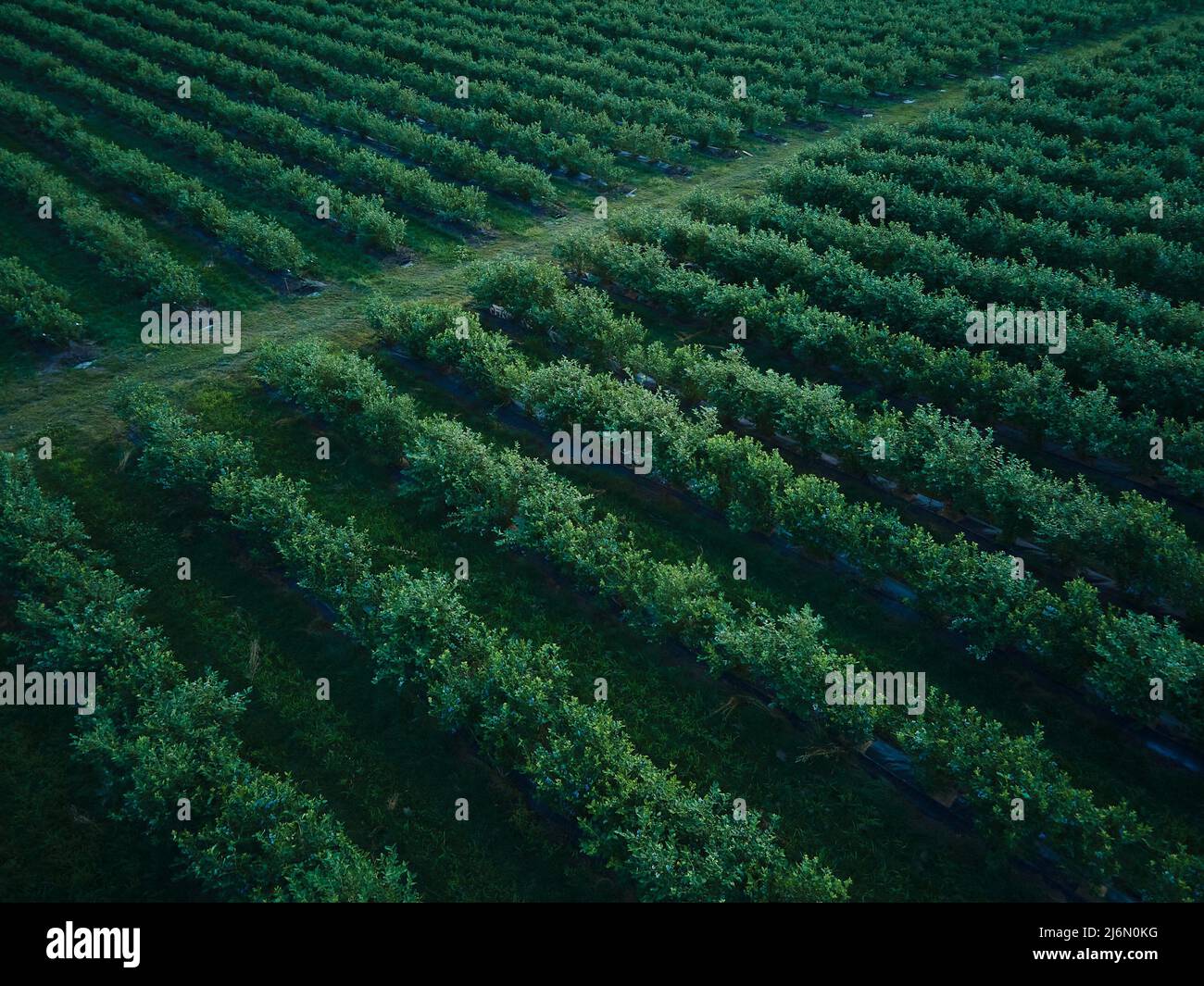 Drone fruit plantation hi-res stock photography and images - Alamy