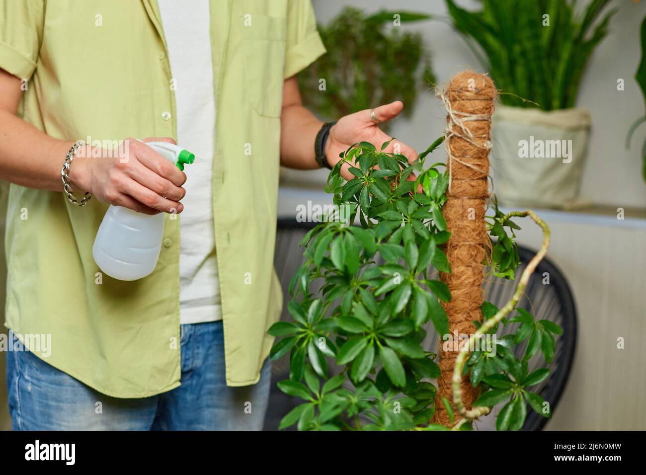 Schefflera schefflera hi-res stock photography and images - Alamy