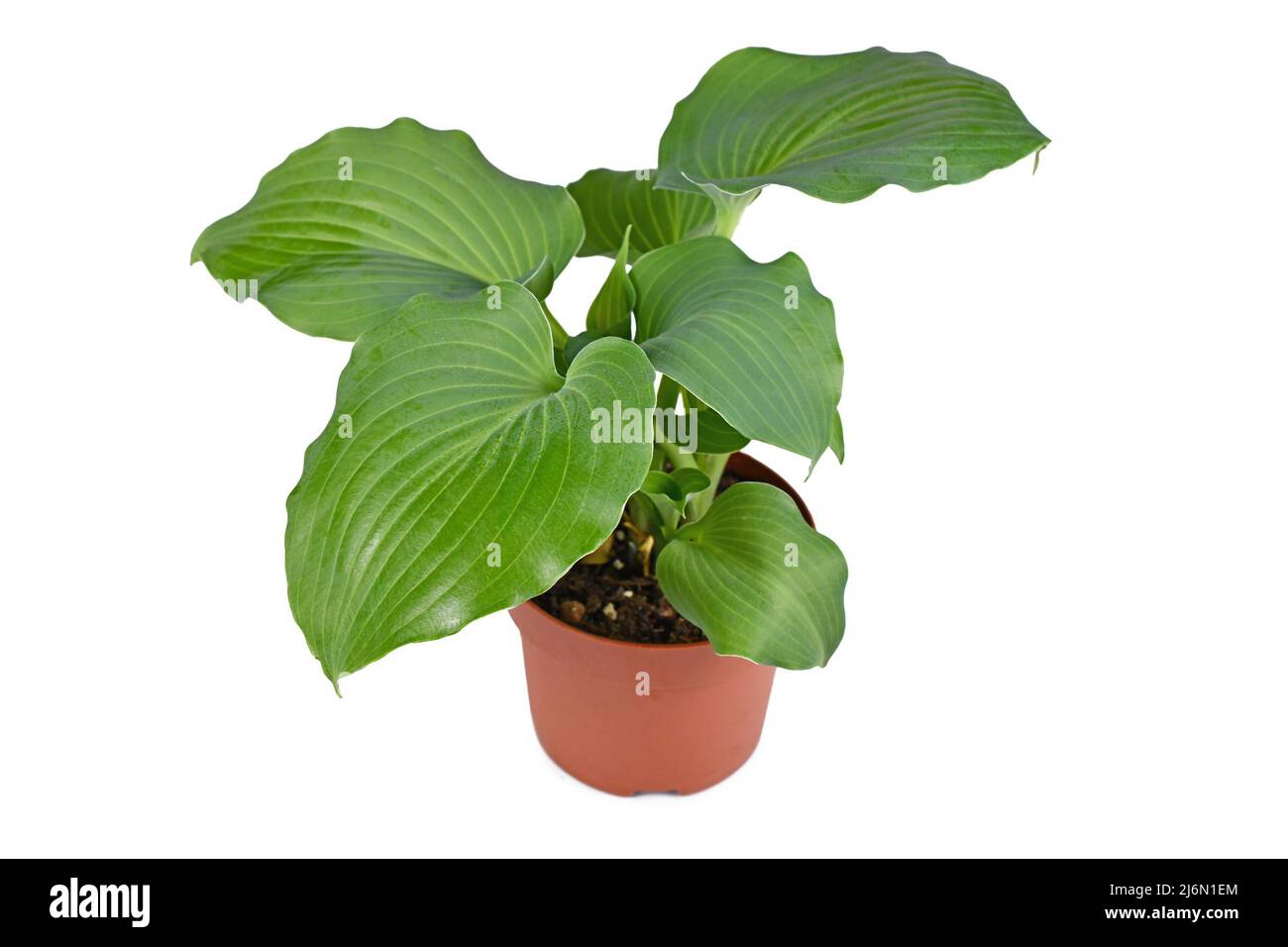 Potted 'Hosta Moonlight Sonata' garden plant on white background Stock ...