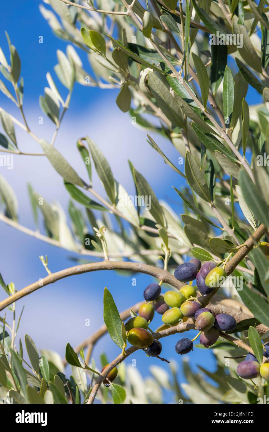 Tuscan olive tree, olives in various stages of ripening, soft focus ...