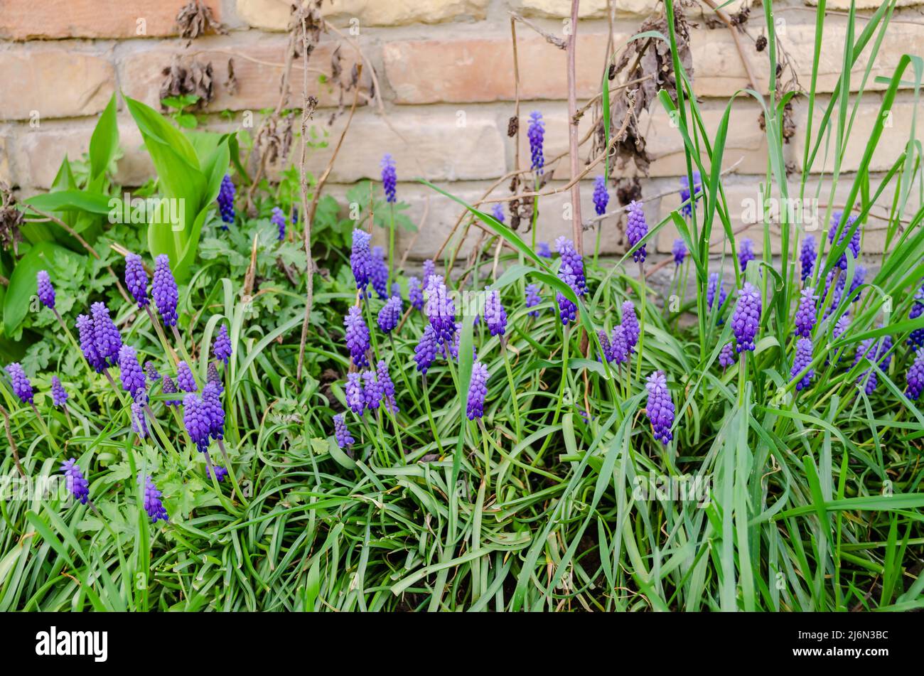 Muscari armeniacum grape hyacinth growing in a clump in a garden Stock ...