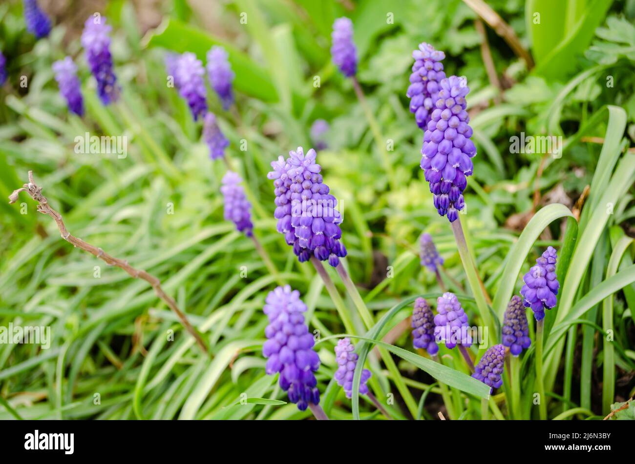 Grape muscari growing in hi-res stock photography and images - Alamy